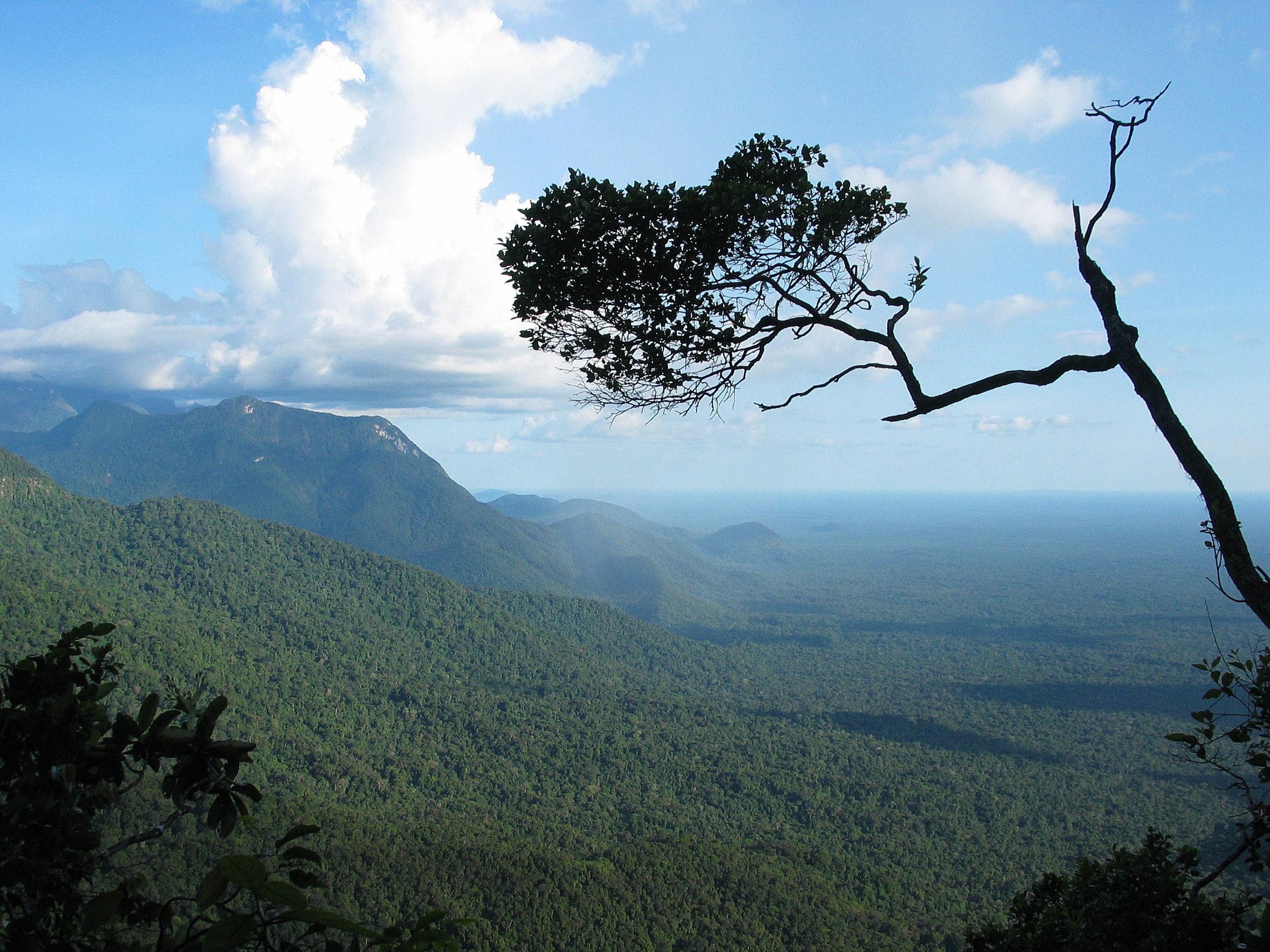 Study says rainforests gave birth to world’s most varied tropical ...