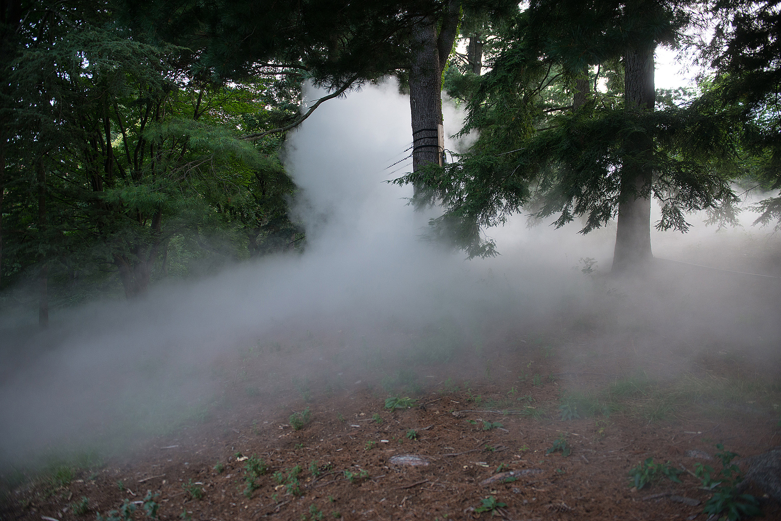 Fog-draped Arboretum sets stage for ‘Macbeth’ — Harvard Gazette