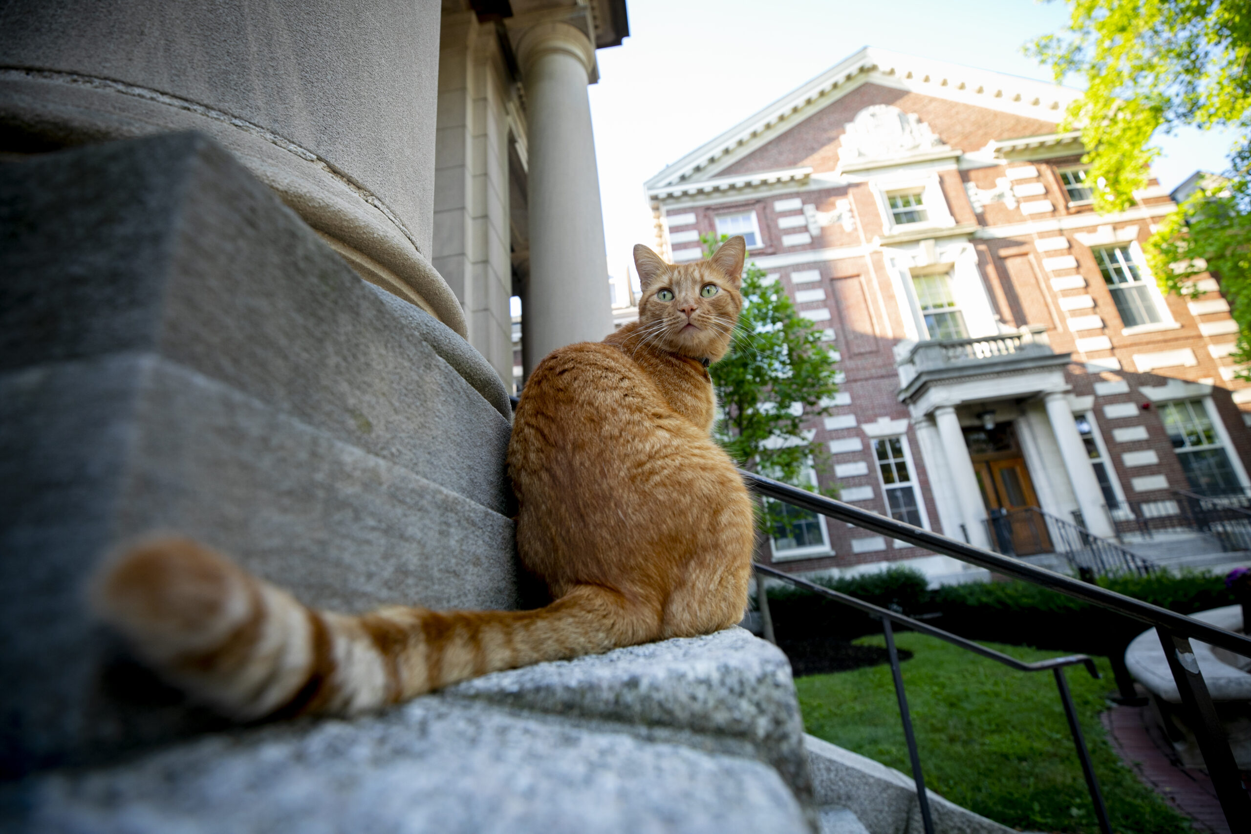 Harvard's Remy is more than a humanities cat — Harvard Gazette