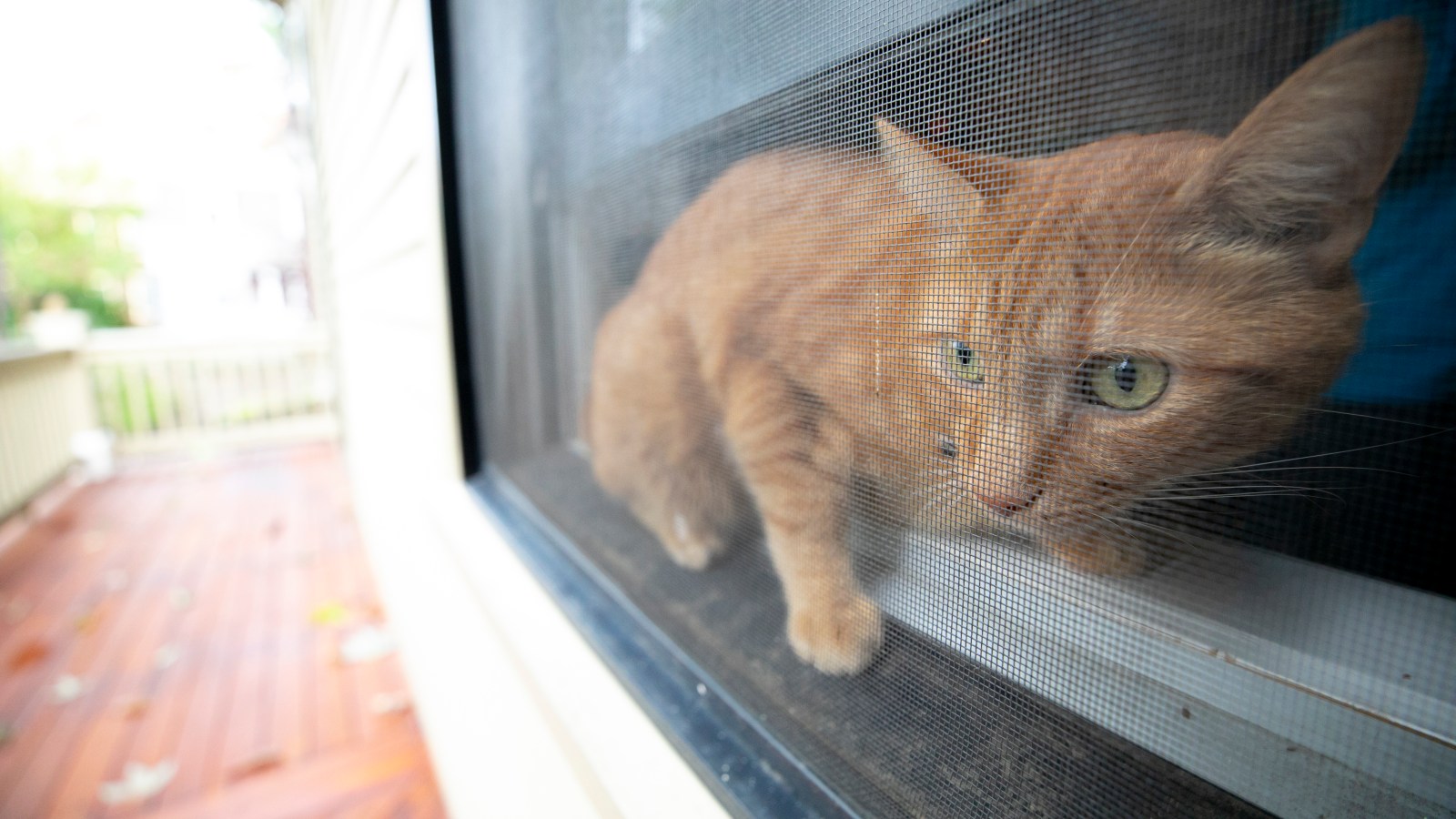 Harvard’s Remy is more than a humanities cat – Harvard Gazette