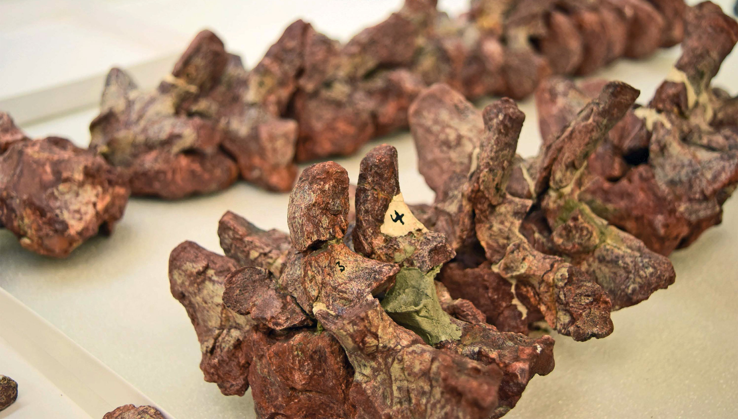 New timeline on reptile evolution rebuts long-held theories — Harvard ...