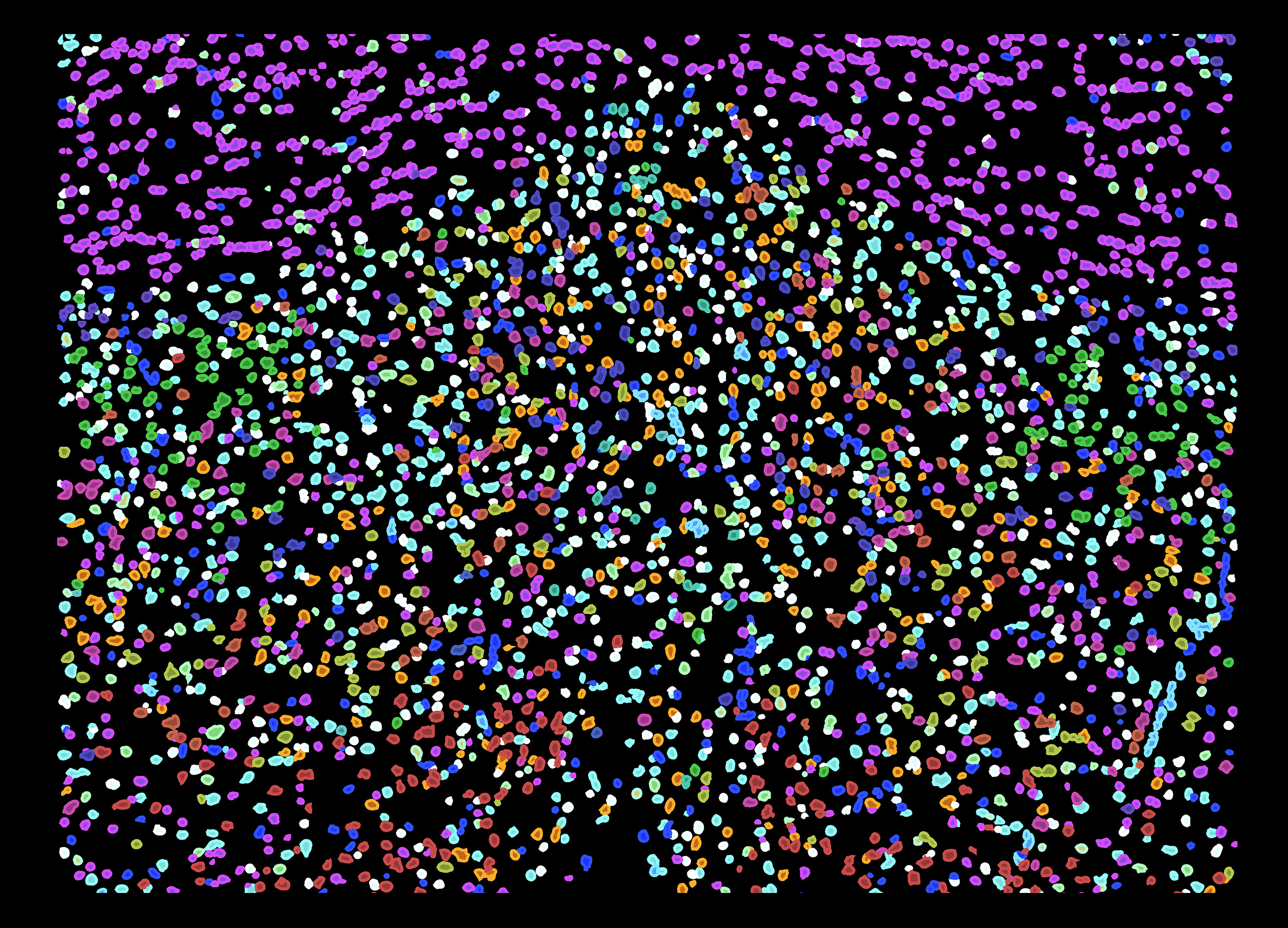 Researchers create atlas of developing mouse brain — Harvard Gazette