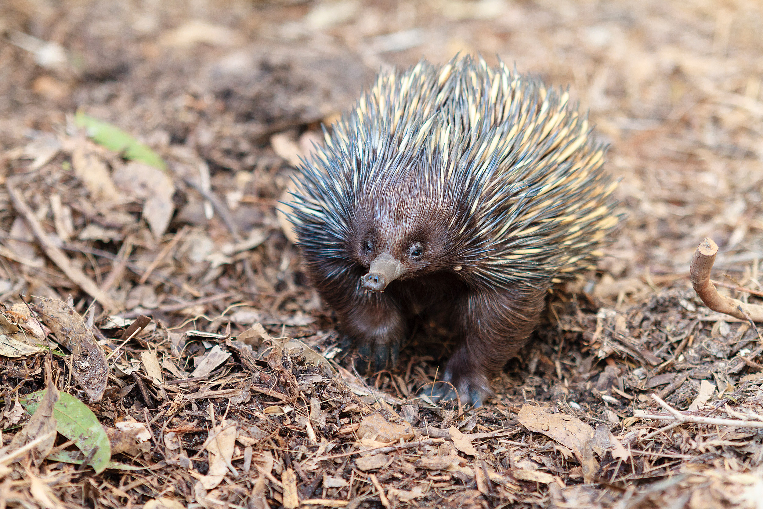 Study examines how developmental changes modified the reptiles’ snouts ...