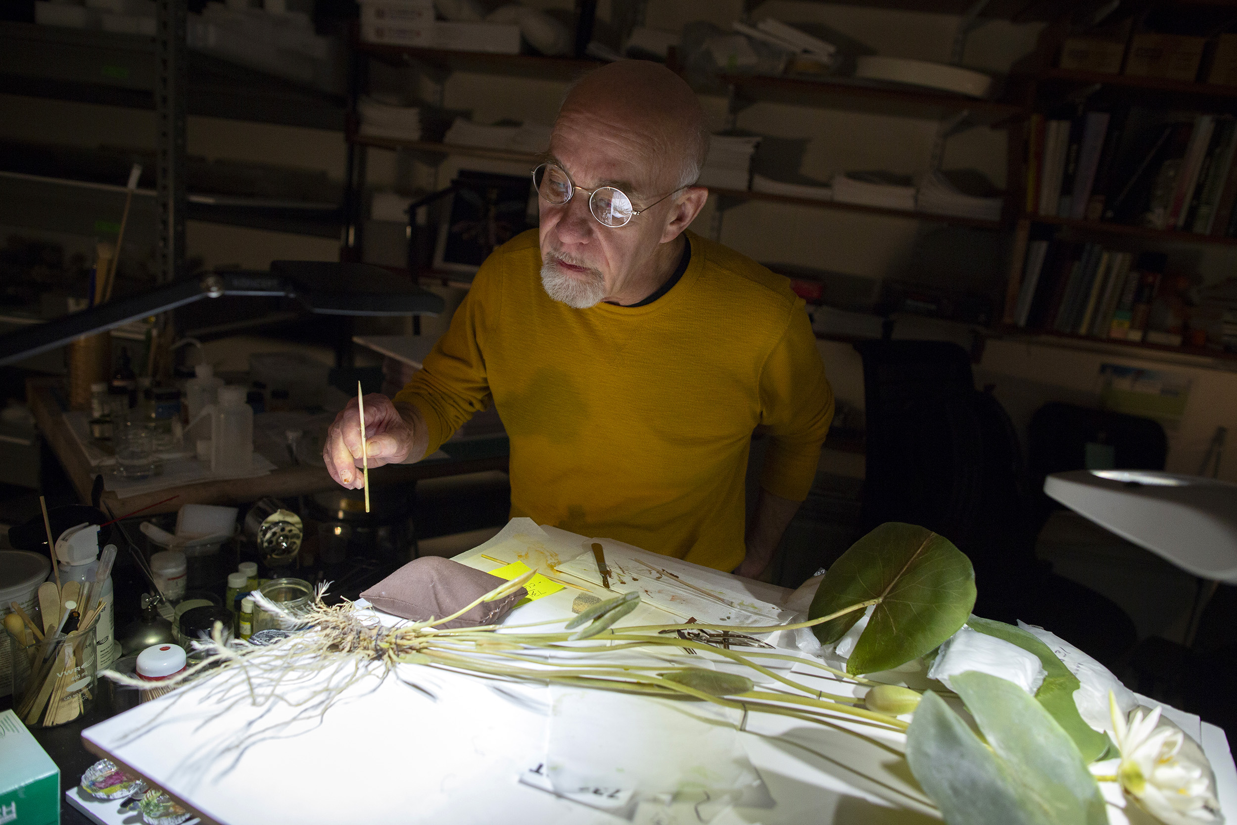 'Fruits in Decay’ on exhibit in Harvard’s Glass Flowers gallery ...