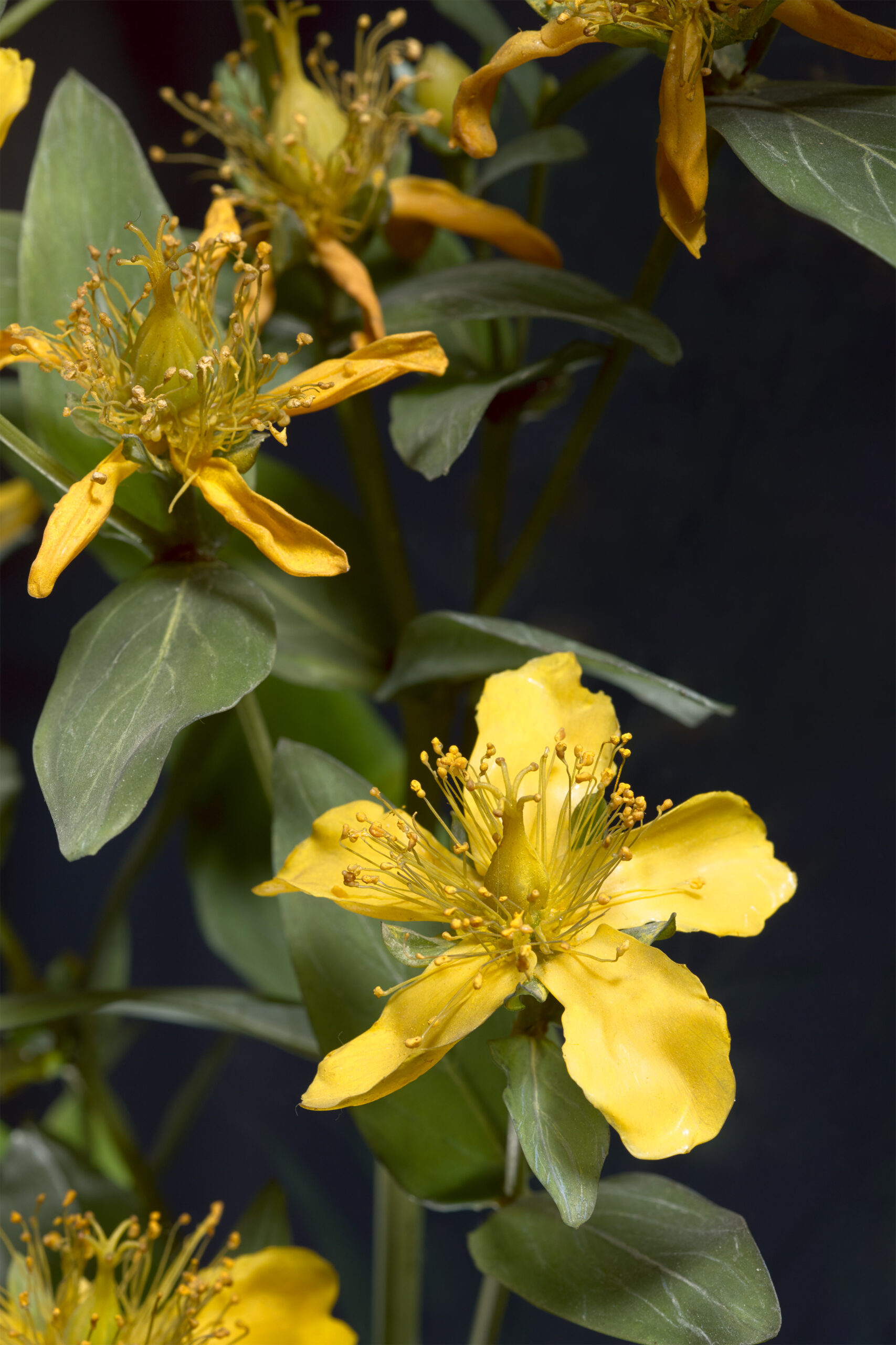 New book captures Harvard’s Glass Flowers outside their cases — Harvard ...