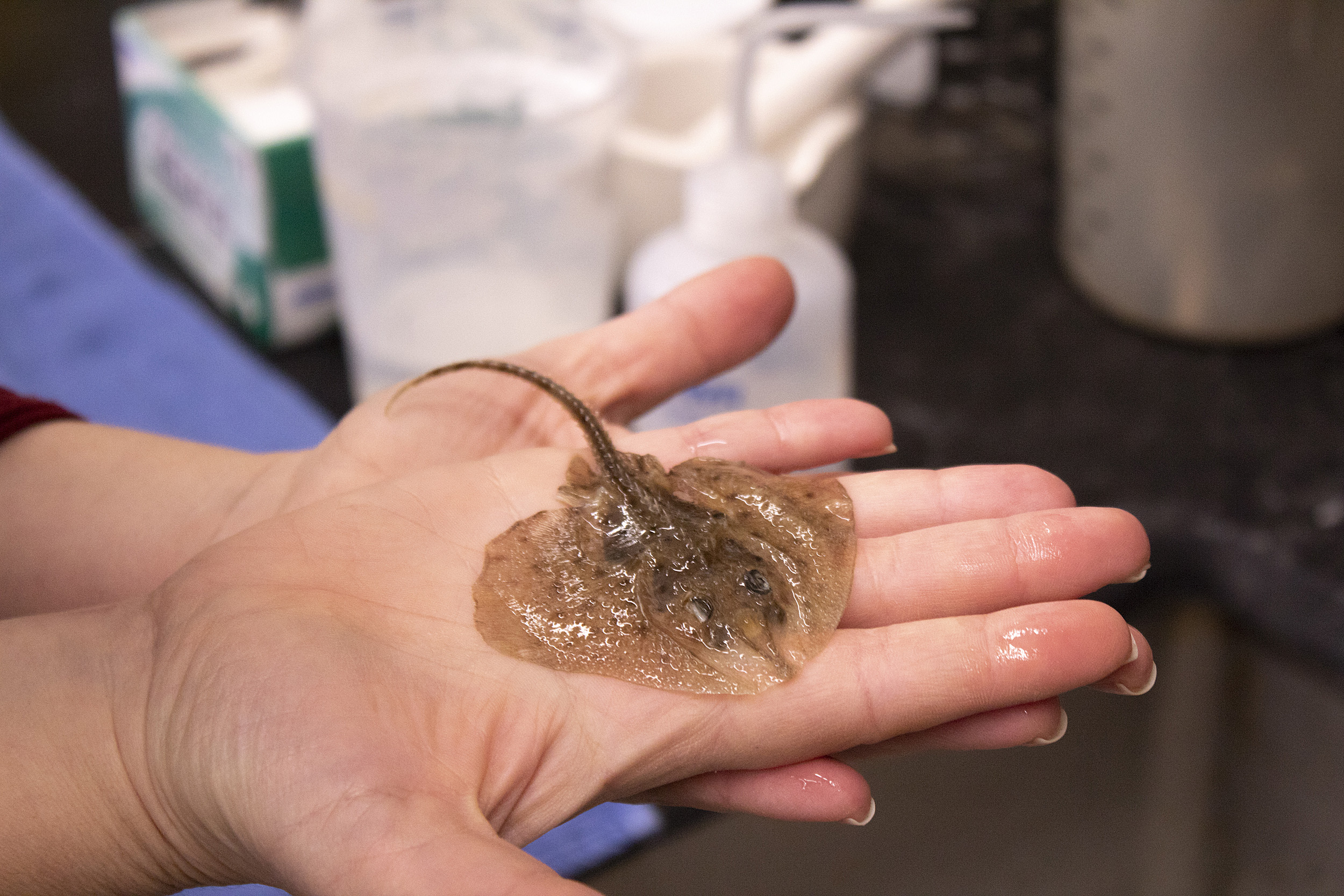 Ocean acidification shown to have negative impact on fish skeletons ...