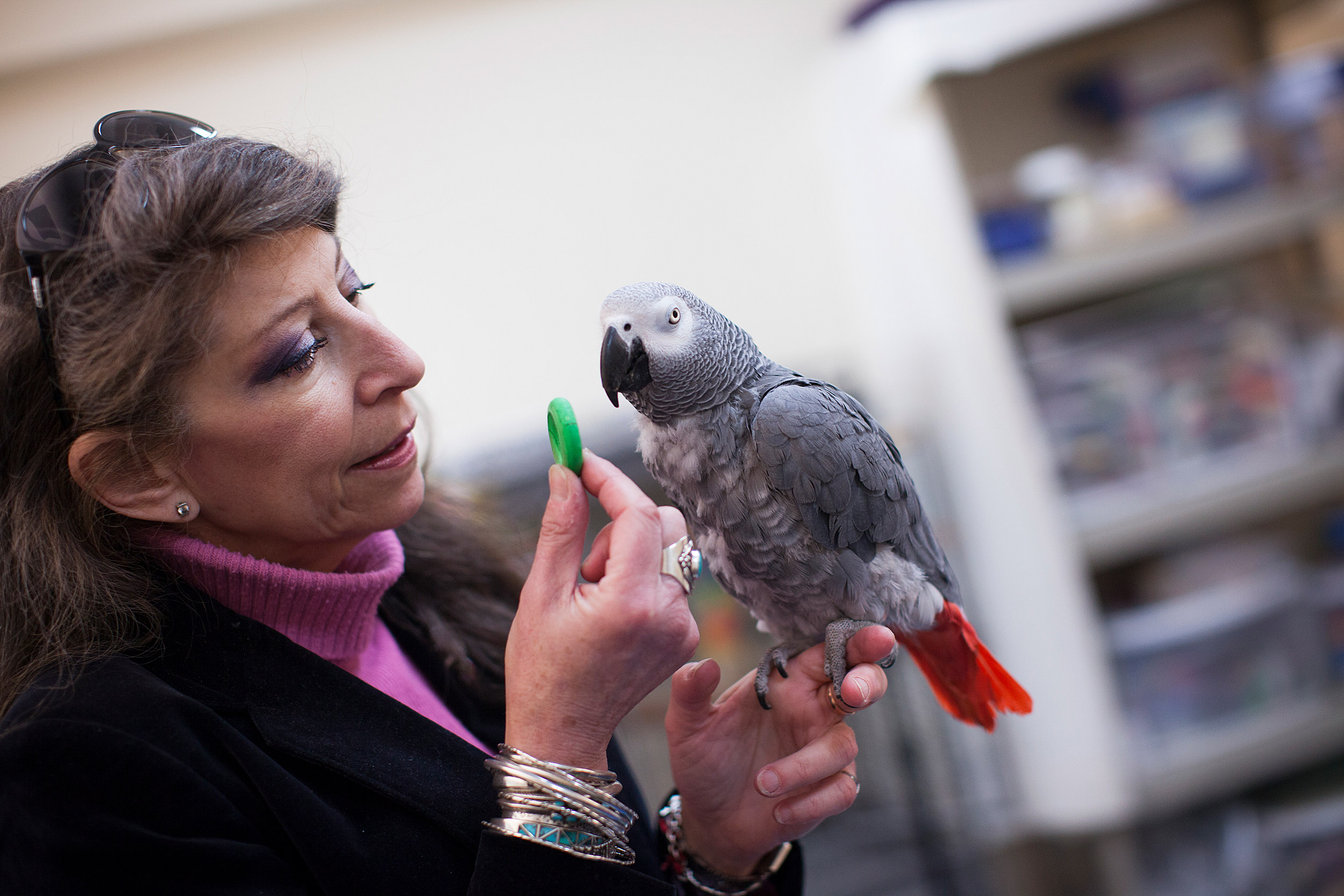 Harvard study explores genetics behind evolution of flightless birds ...
