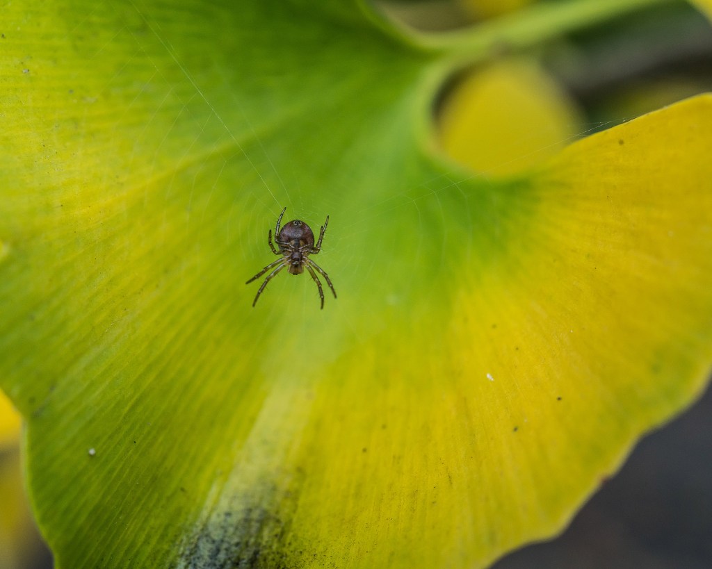 Beauty of Harvard’s Arnold Arboretum is on display in a new exhibition ...