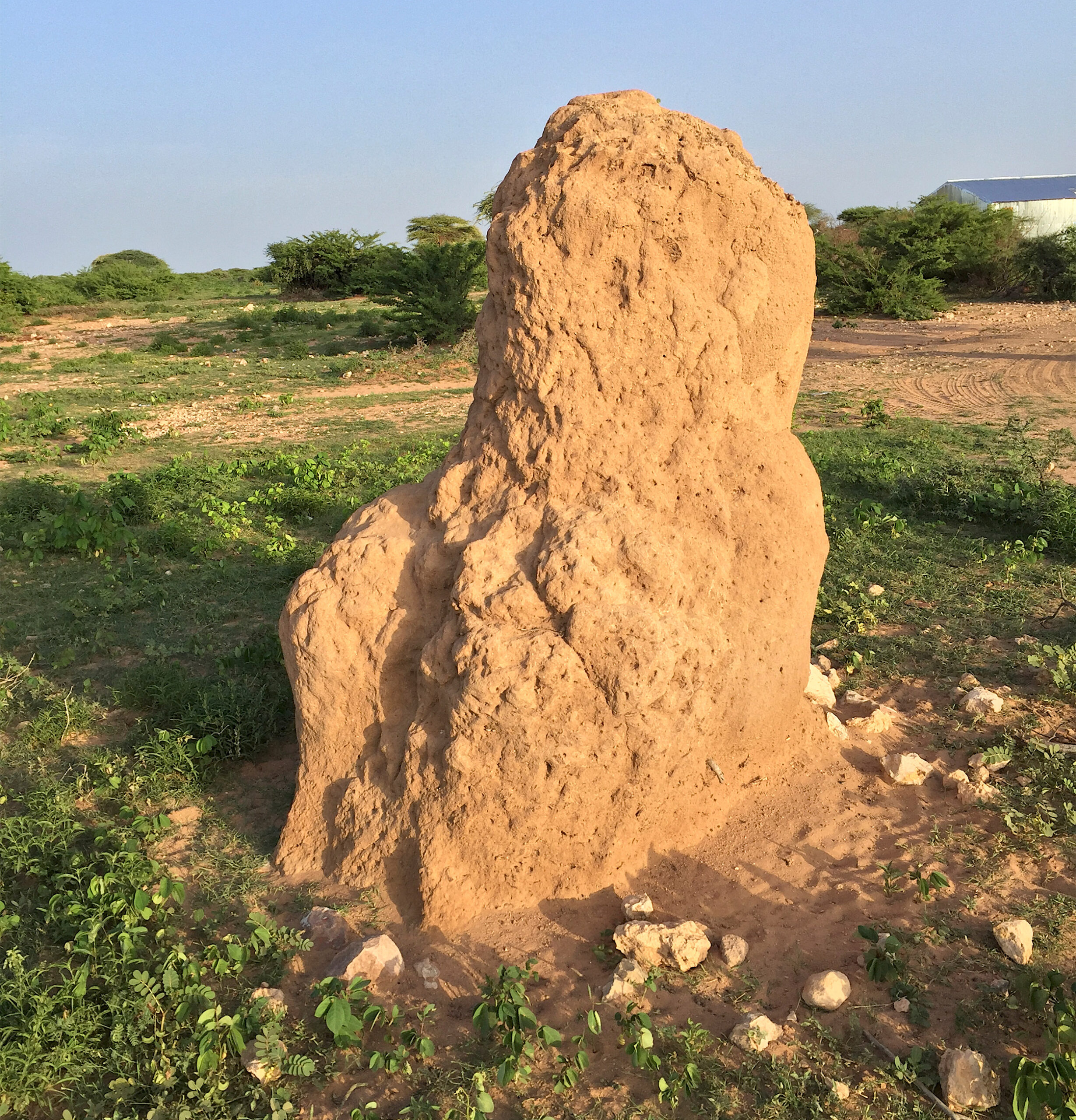 How do tiny termites make such massive mounds? — Harvard Gazette