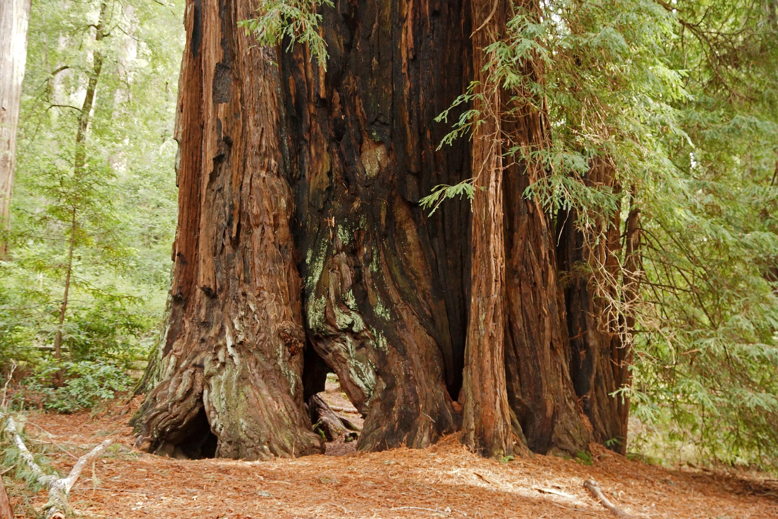 Author Richard Powers sees nature in new light with new book — Harvard ...