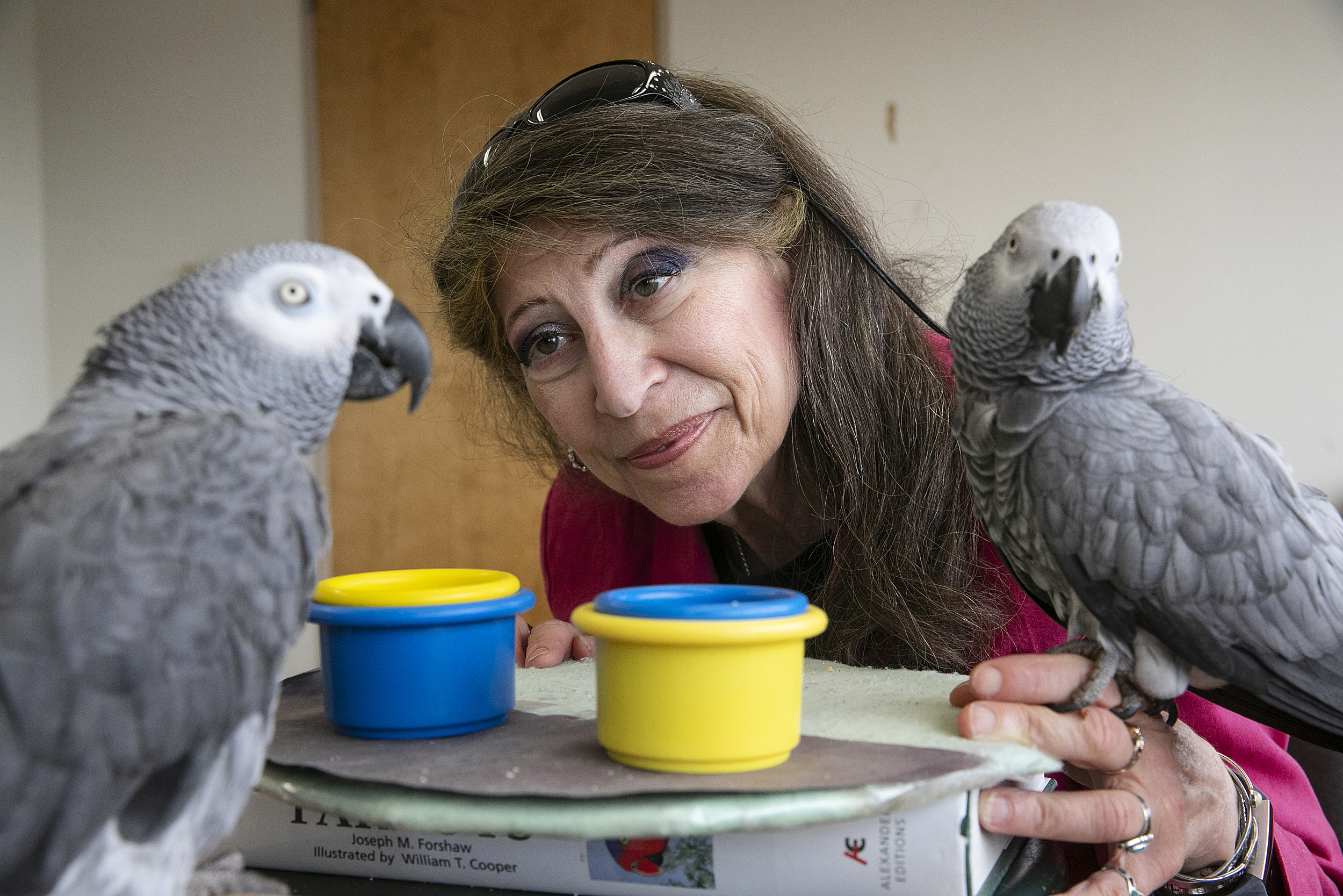 Pepperberg honored by Comparative Cognition Society — Harvard Gazette