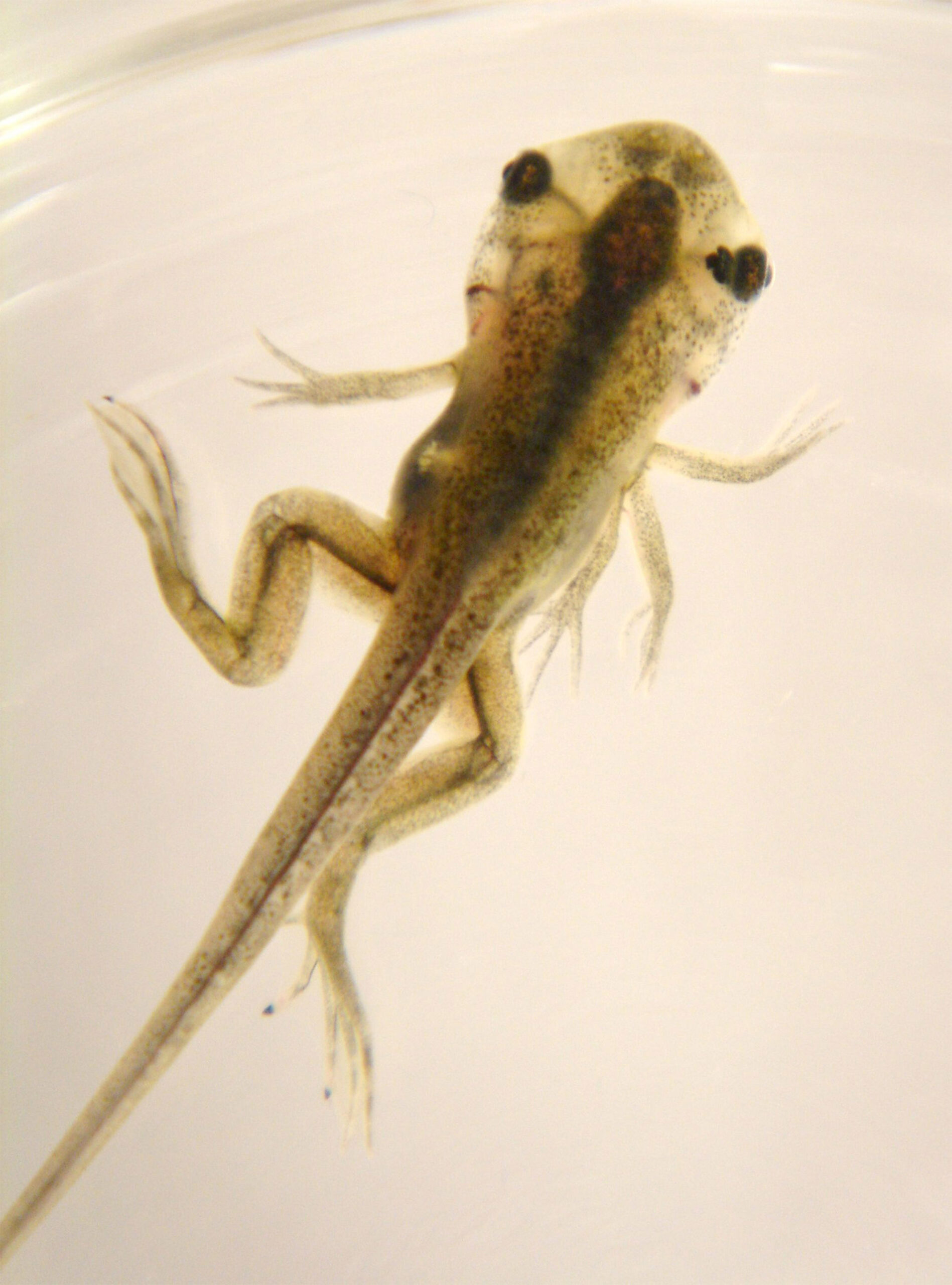 Wyss researchers has electrifying insights into how bodies form ...