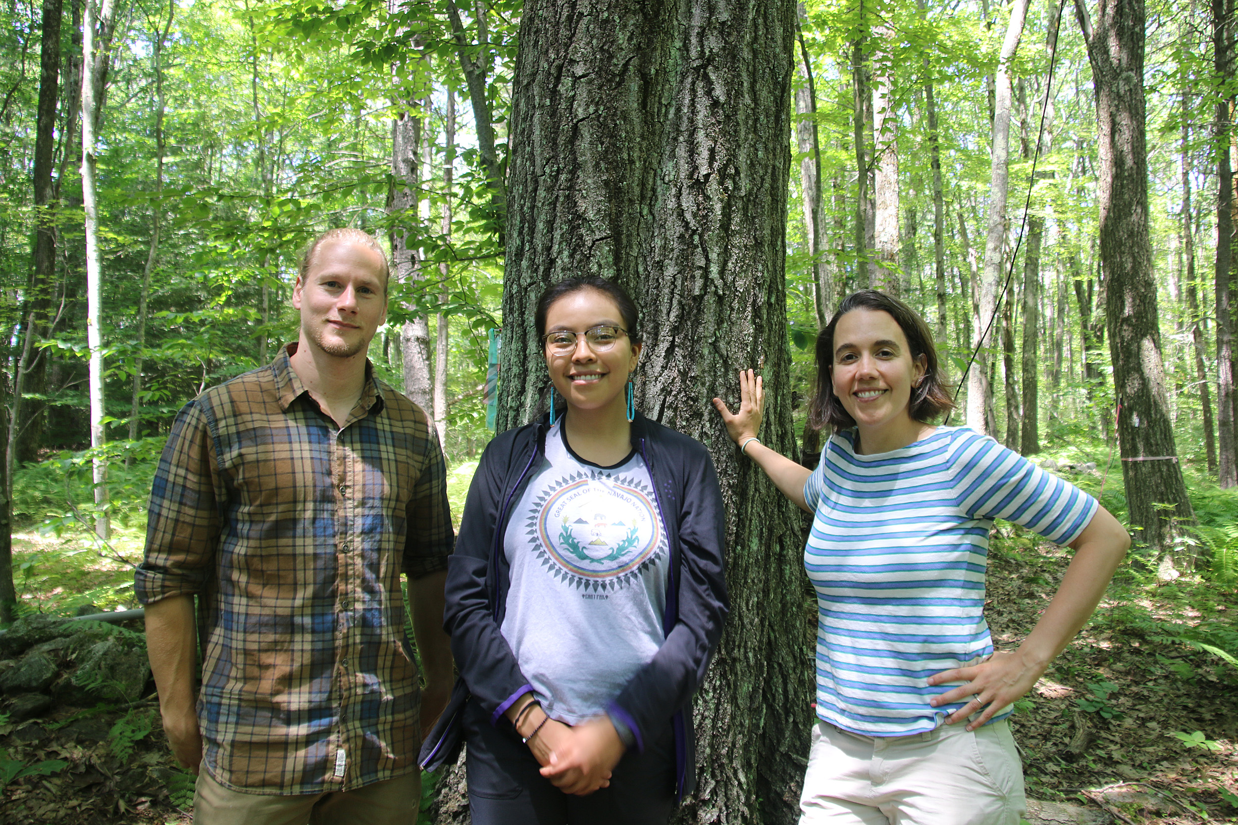 Tree in Harvard Forest live tweets climate change — Harvard Gazette