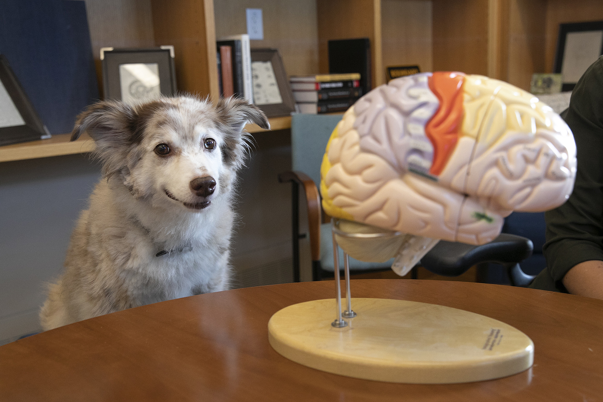 Harvard researcher finds canine brains vary based on breed — Harvard ...