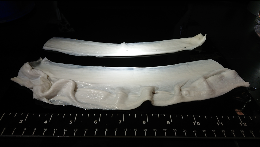 Lab-grown meat gains muscle as it moves from petri dish to dinner plate ...