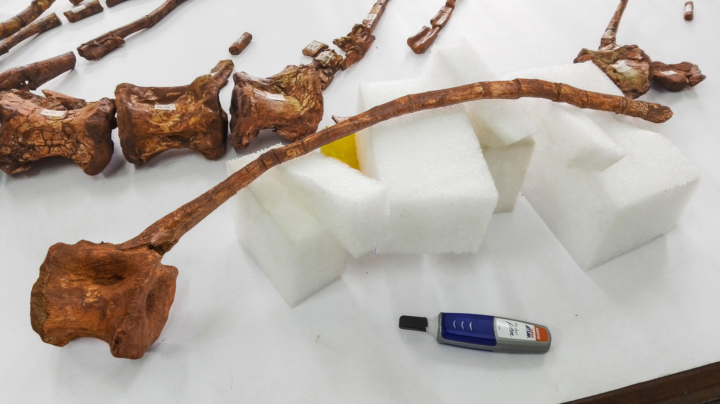 New paper suggests Spinosaurus may have been aquatic — Harvard Gazette