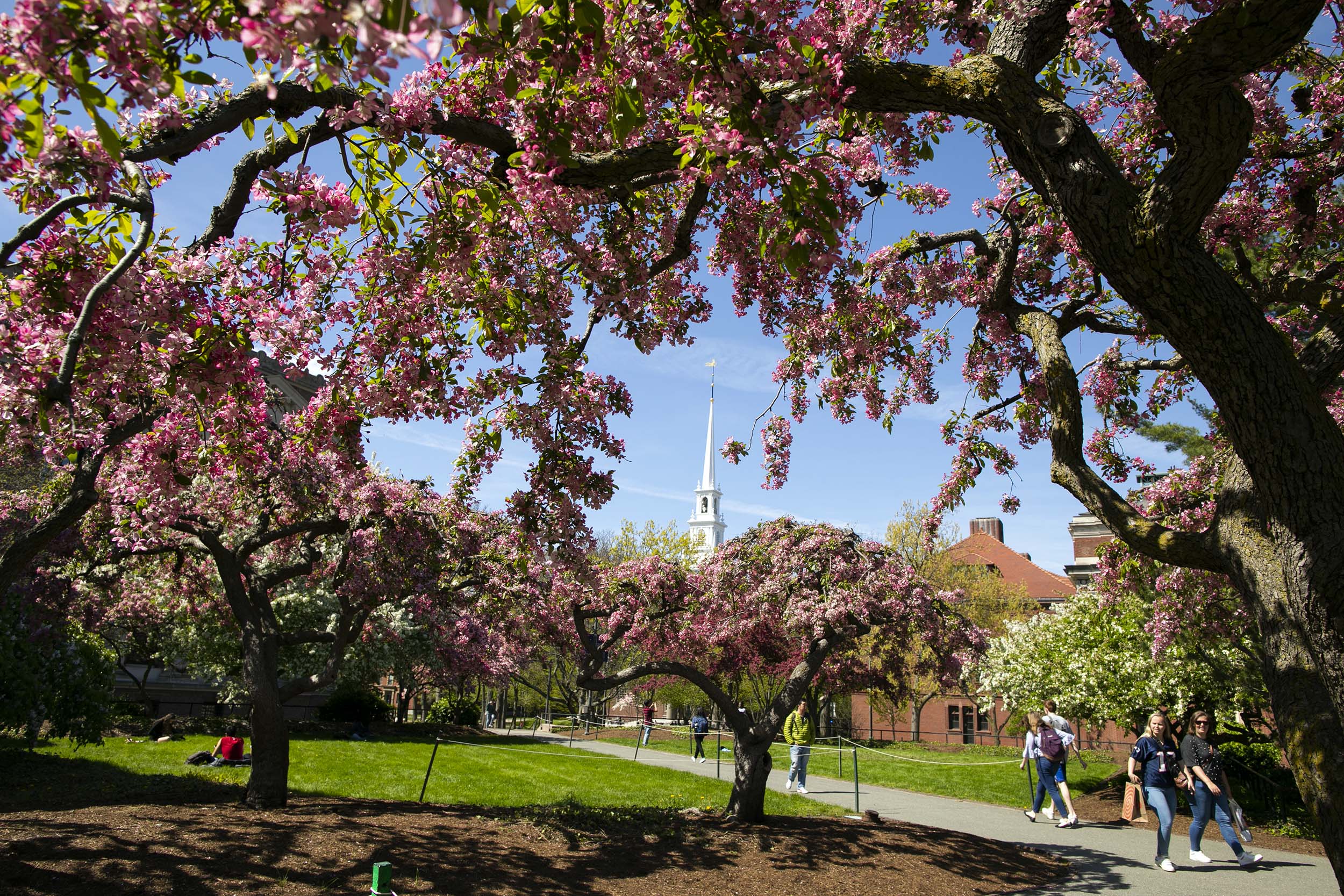 Harvard backgrounds on Zoom brings campus to life — Harvard Gazette
