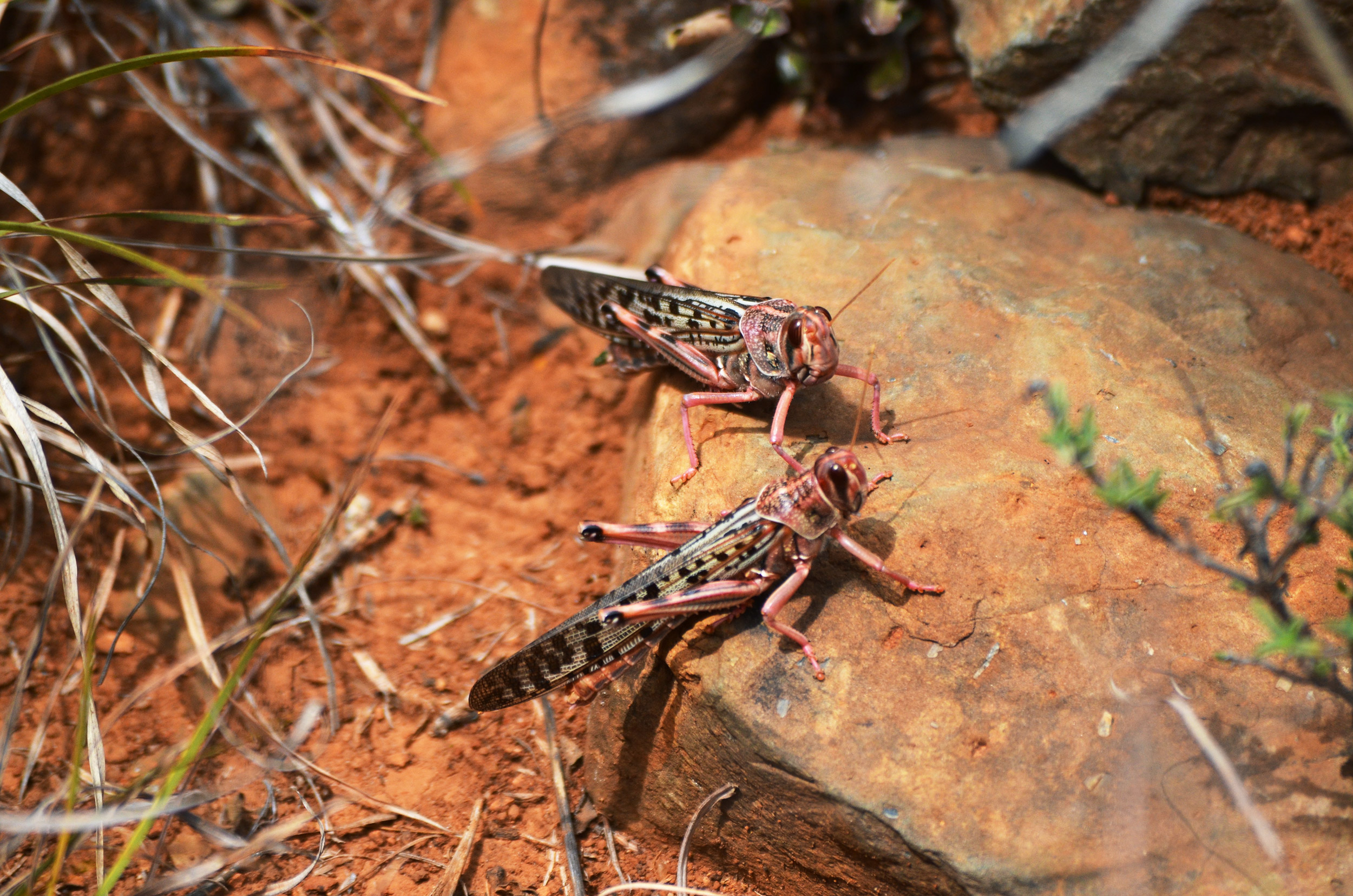 Researchers investigate a plague of locusts in East Africa — Harvard ...