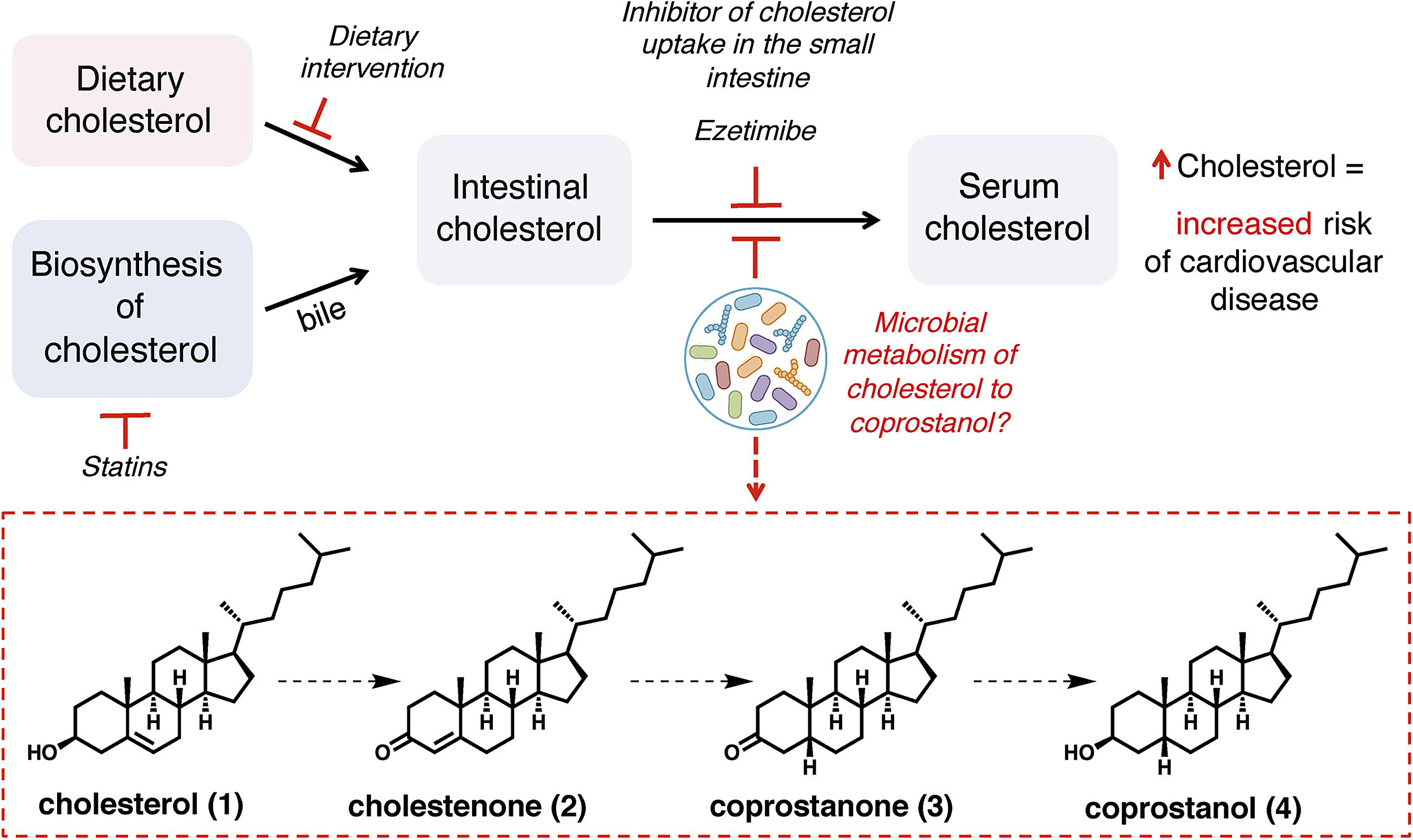 The connection between microbes and cholesterol levels — Harvard Gazette