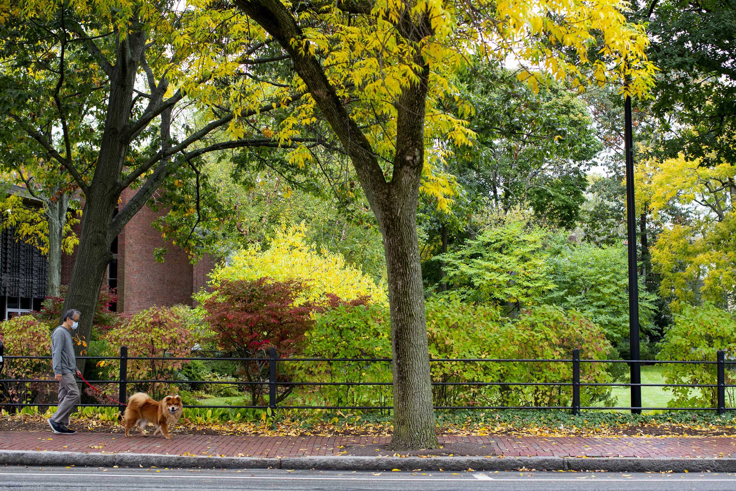 Capturing autumn’s beauty on Harvard’s historic campus — Harvard Gazette