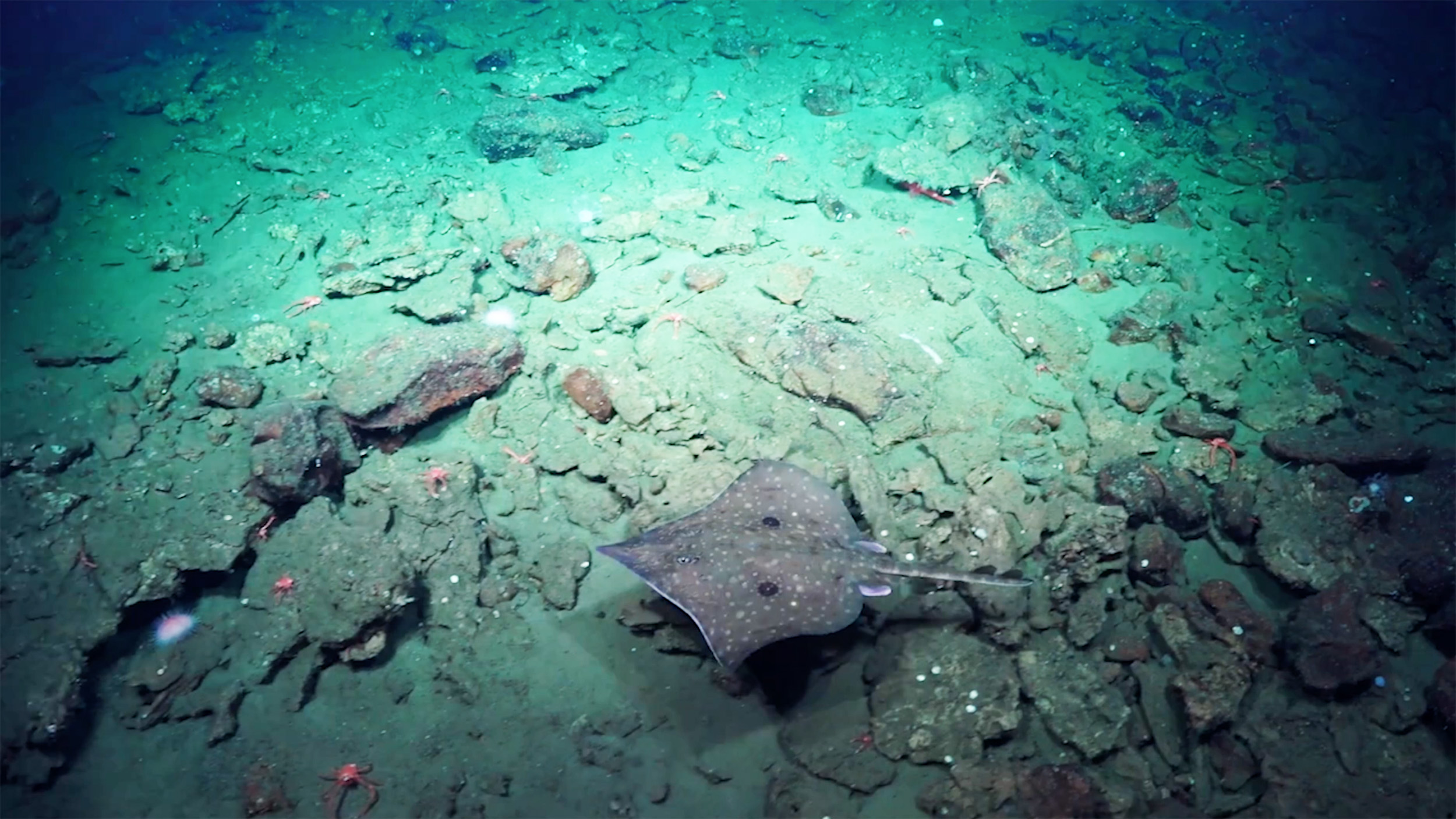 Harvard scientists determine early Earth may have been a water world ...