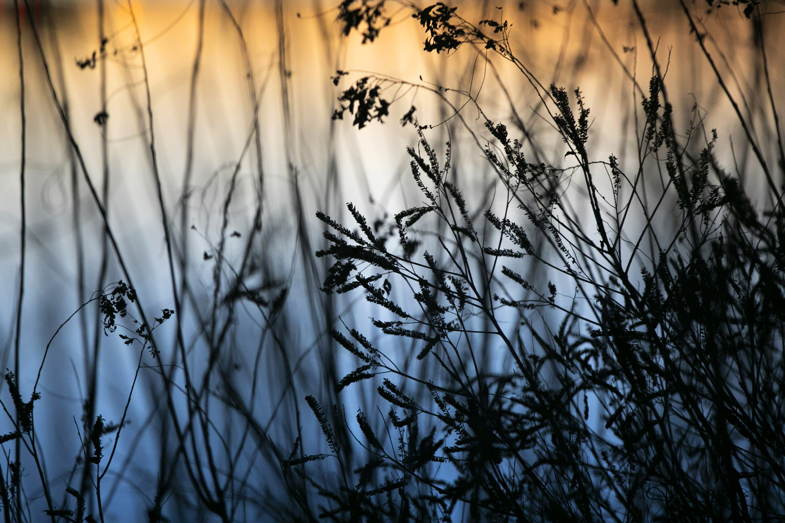 A day along the Charles River — Harvard Gazette
