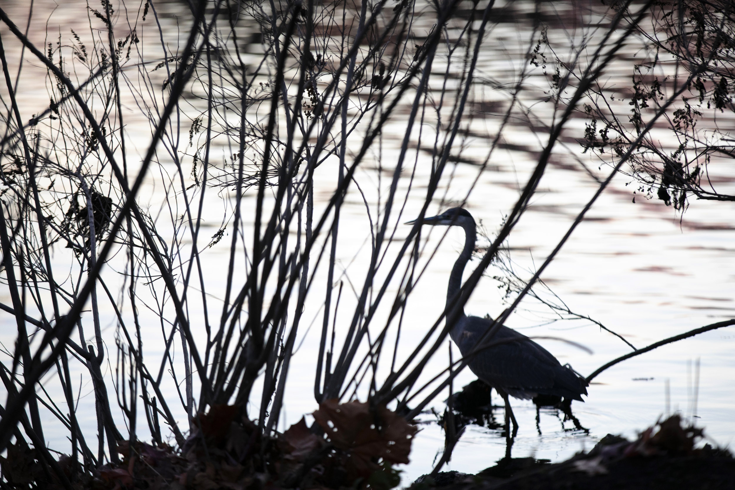 A day along the Charles River — Harvard Gazette