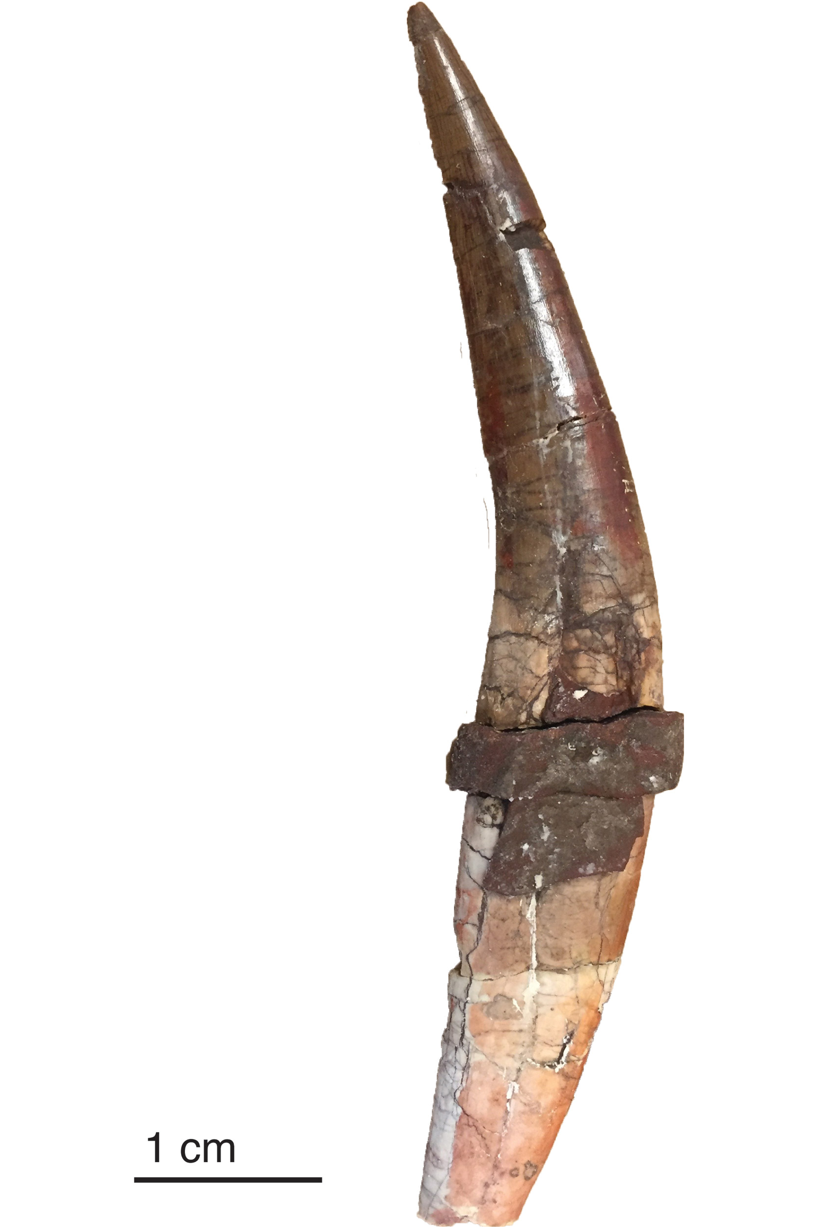 First saber-toothed animals had 5-inch canines — Harvard Gazette