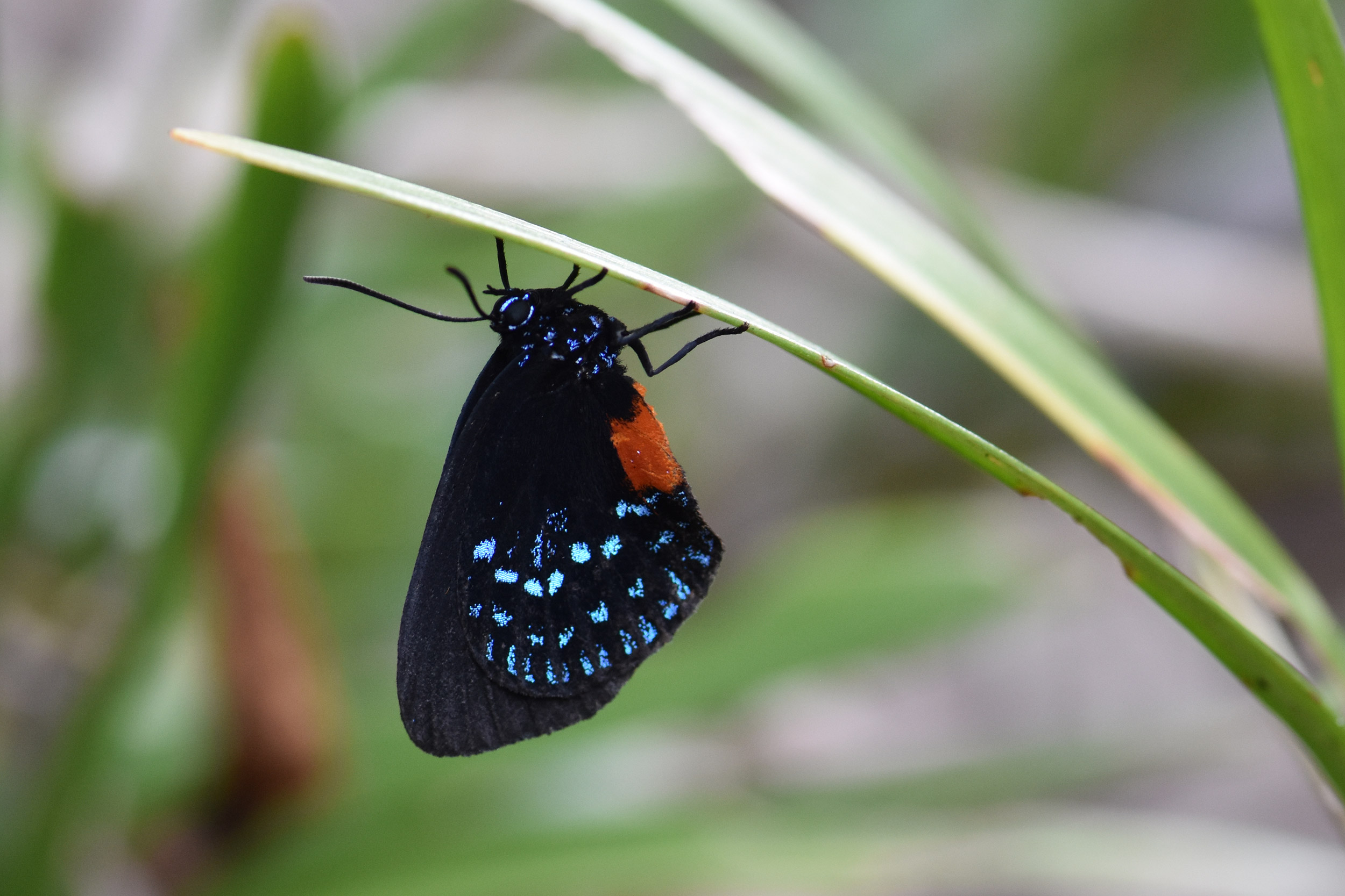 Understanding how evolution shaped the insect visual system — Harvard ...