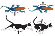 Challenging The Lateral to sagittal Shift In Mammalian Locomotion