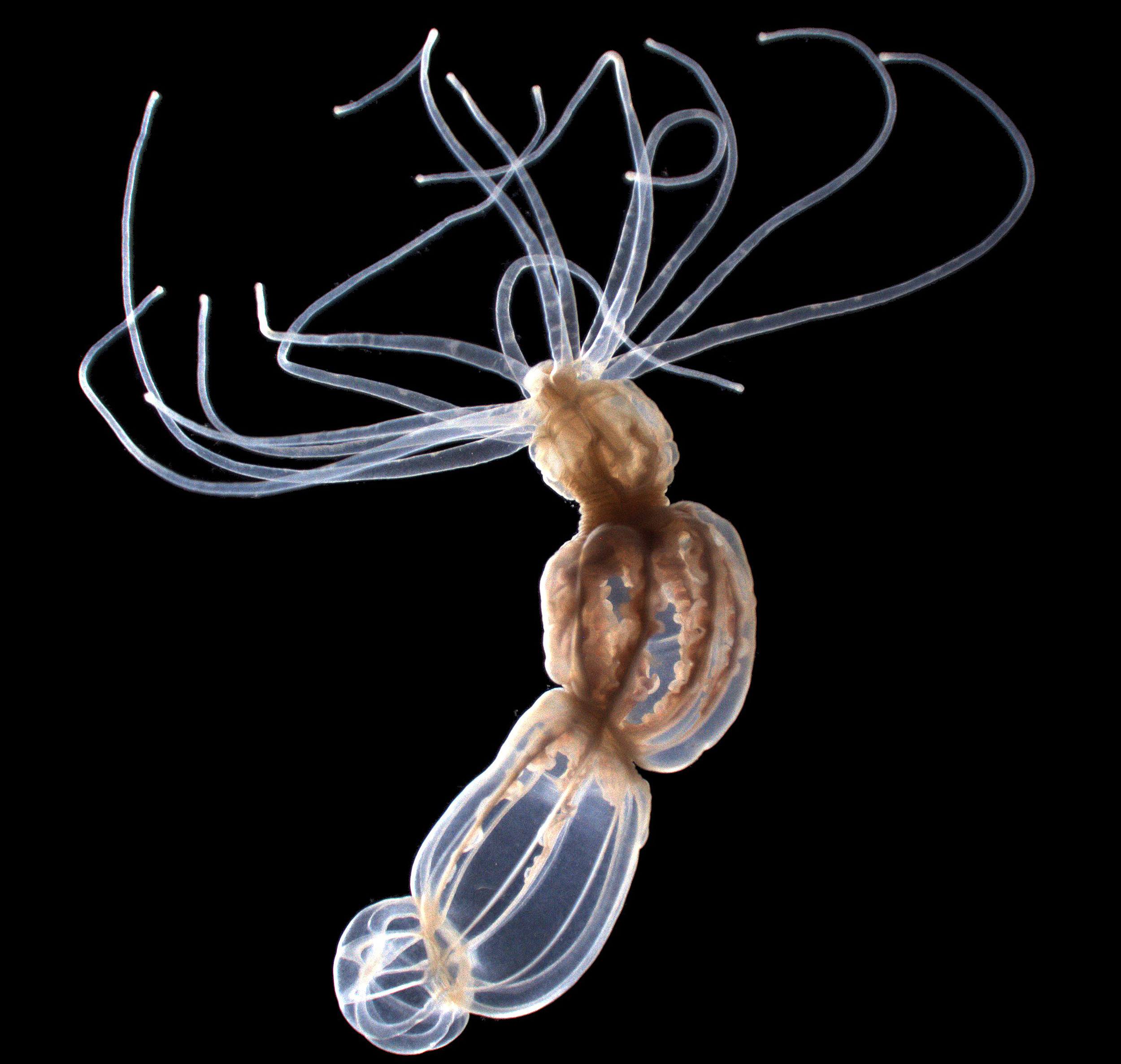 Harvard scientists discover how jellyfish know when to sting — Harvard ...