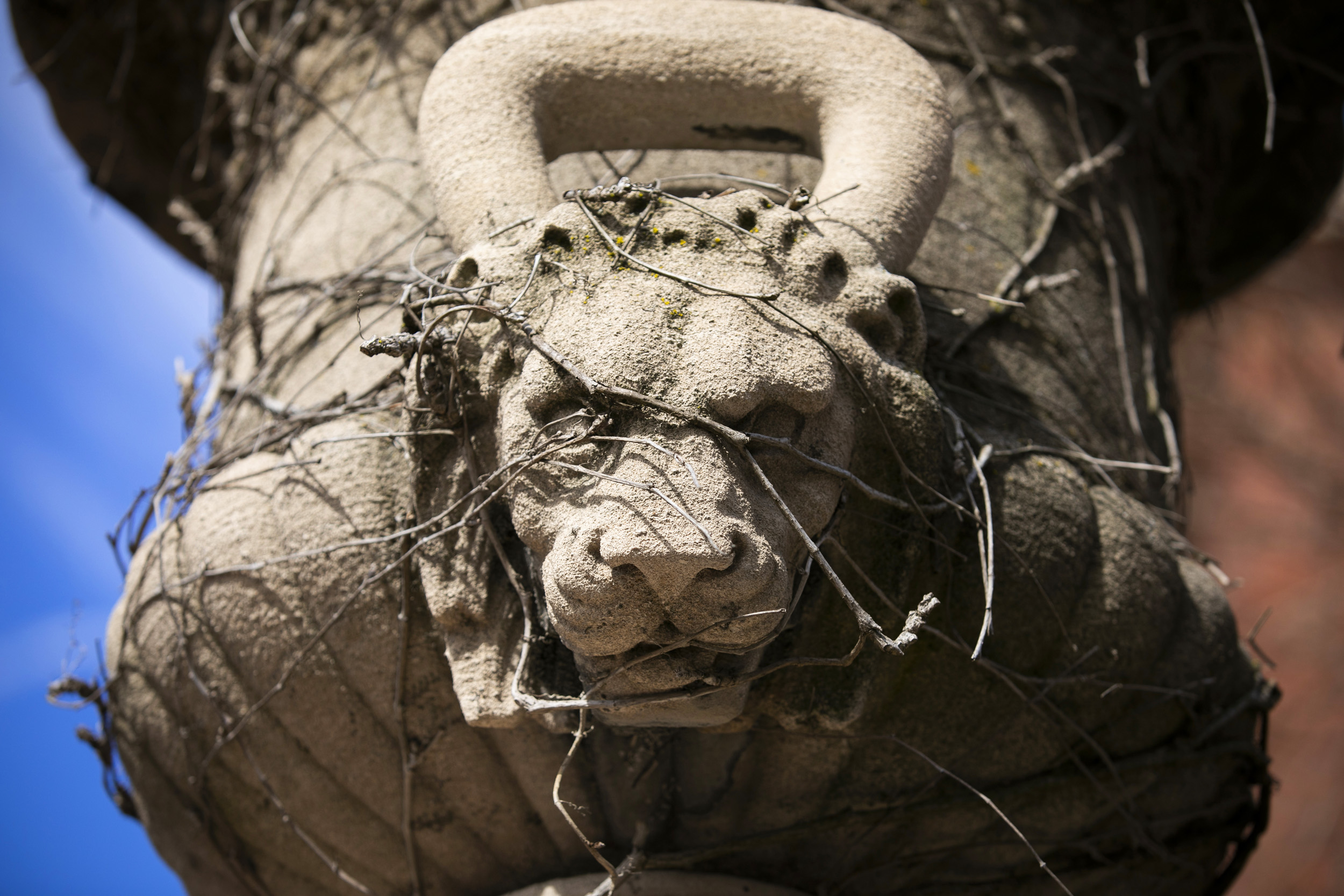 A closer look at Harvard’s creatures on campus — Harvard Gazette