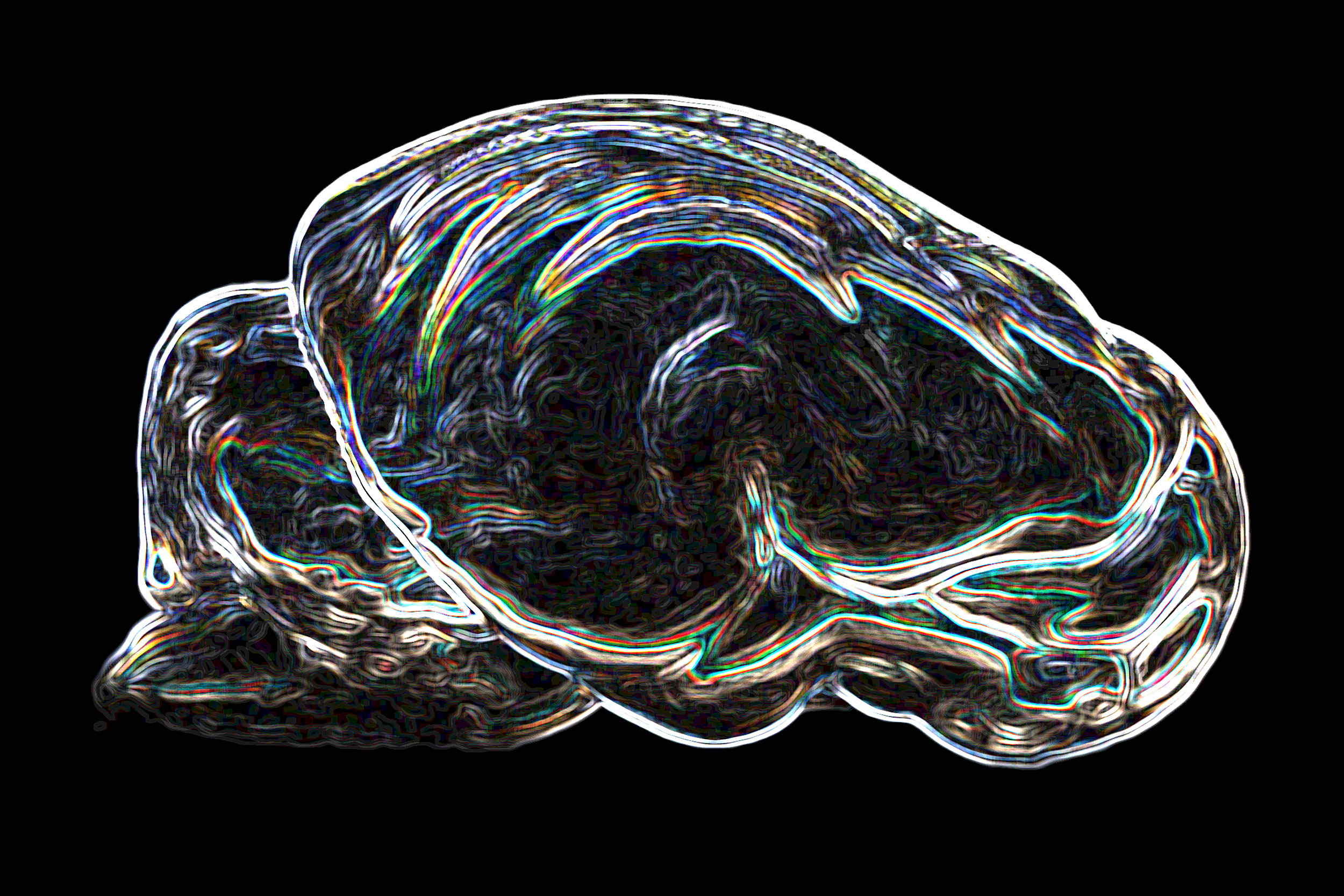 Research suggests a surprising wrinkle in how dogs evolved to become ...