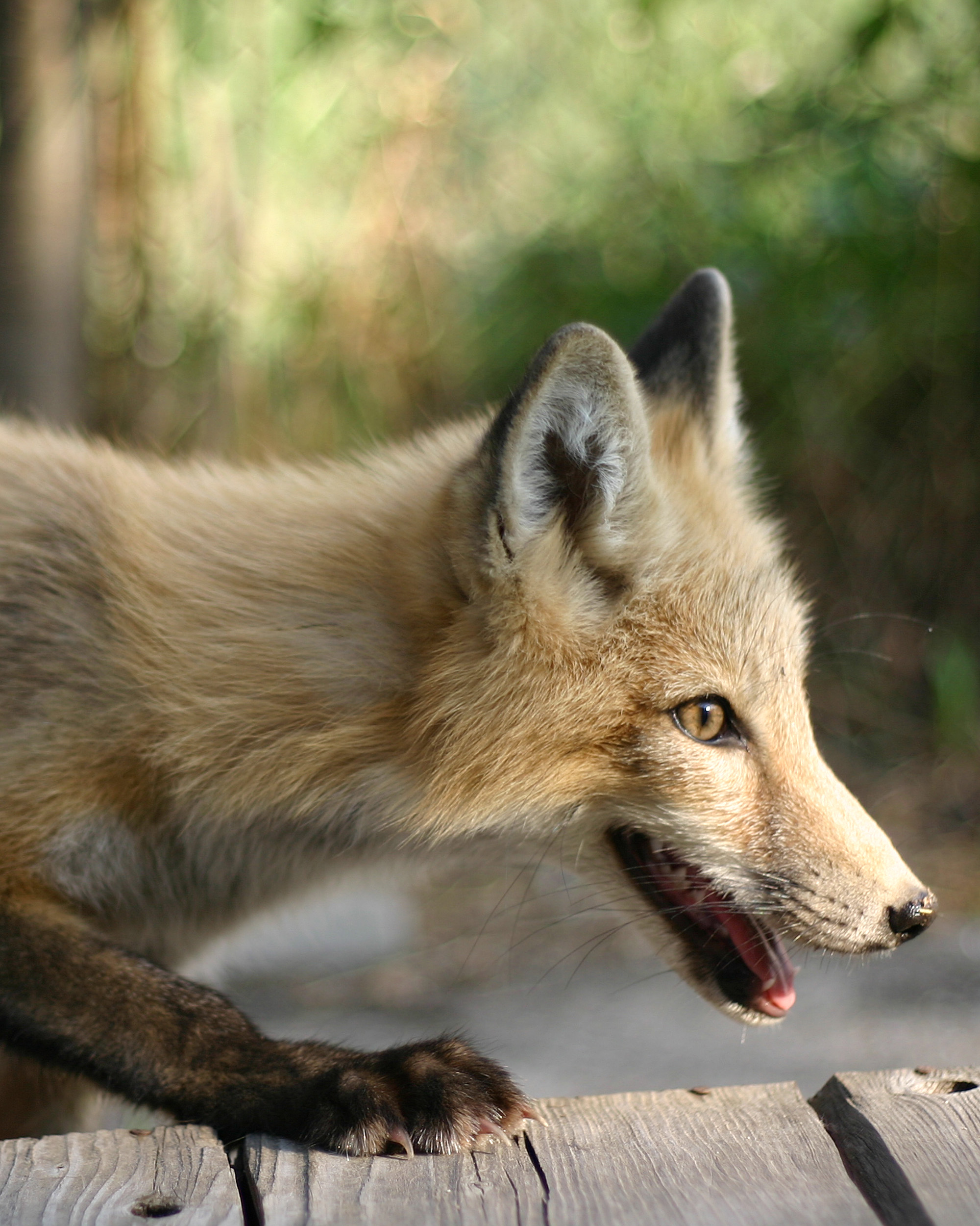 Research suggests a surprising wrinkle in how dogs evolved to become ...