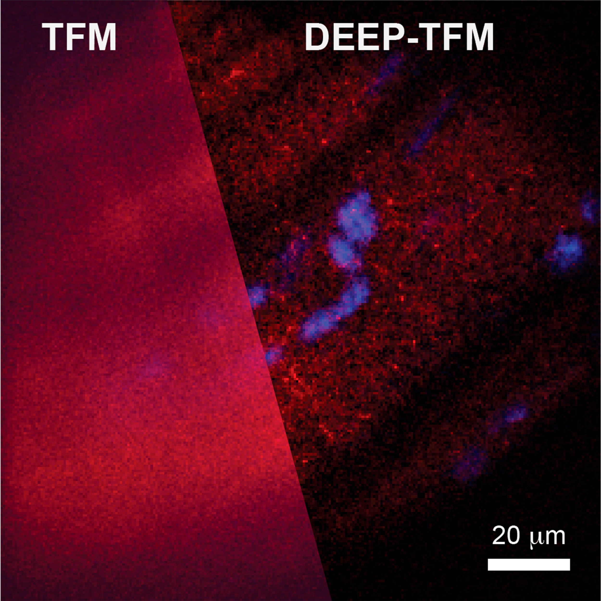 Faster high-quality imaging of living tissue — Harvard Gazette