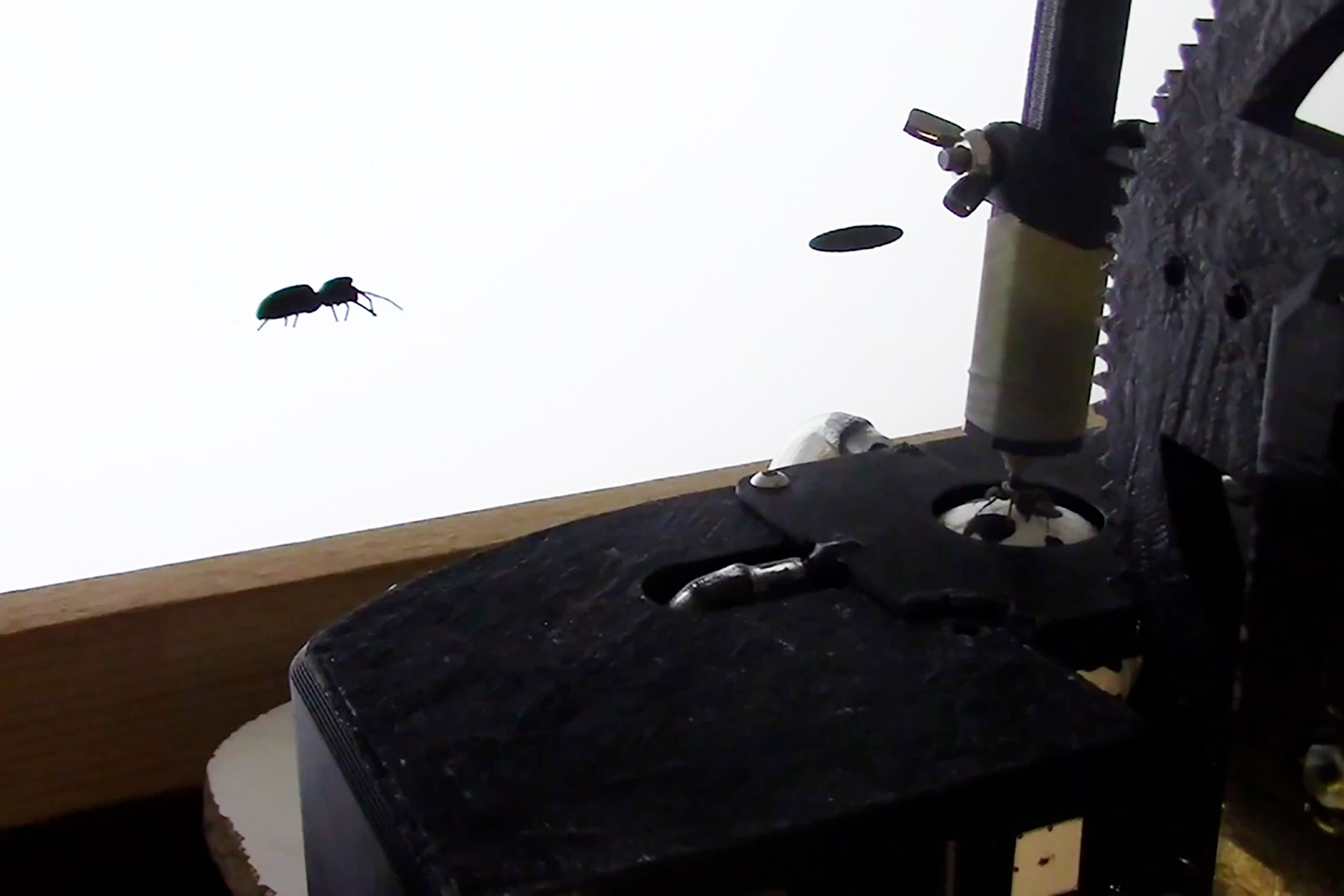 Harvard researchers find REM sleep in jumping spiders — Harvard Gazette