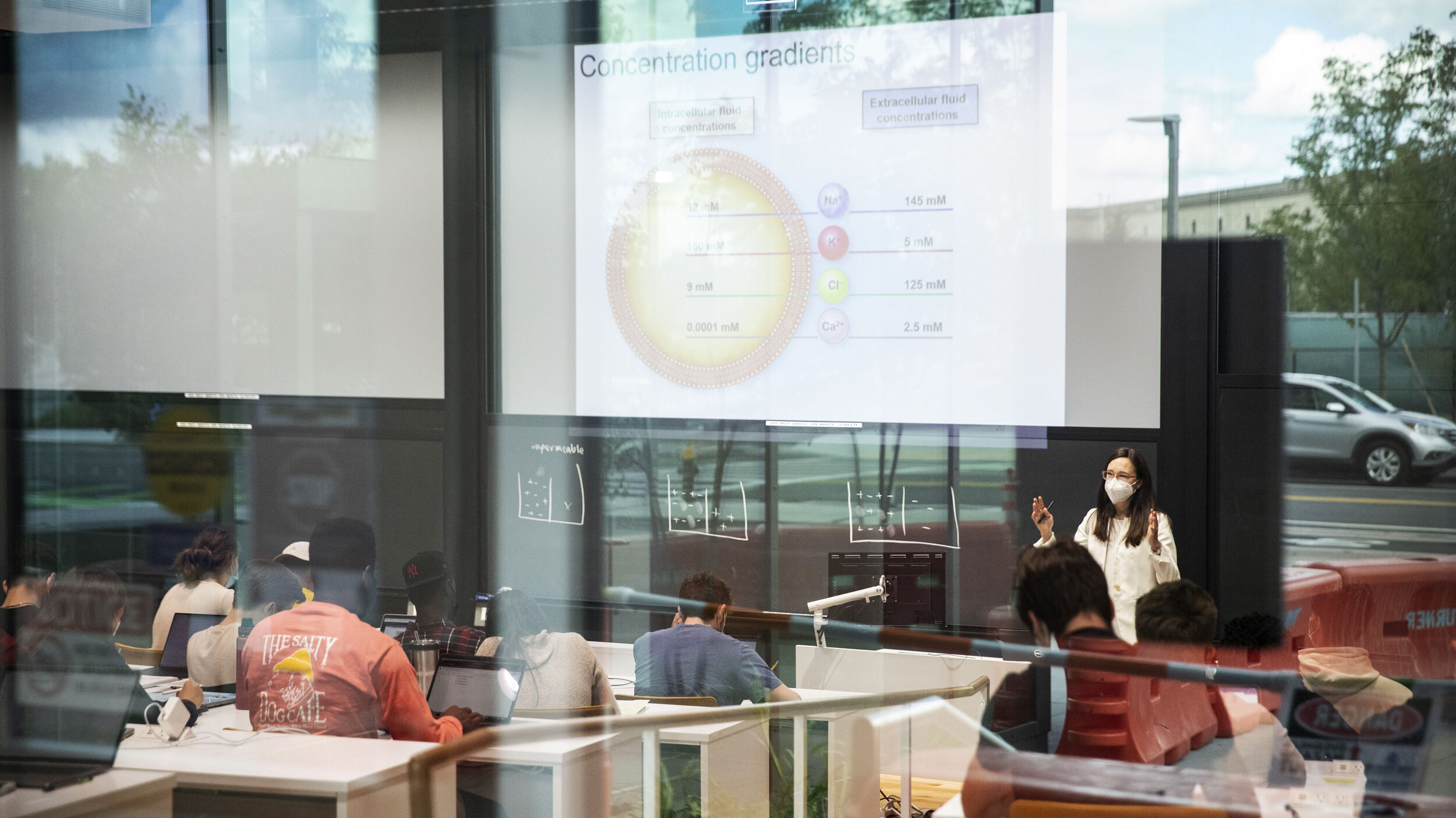 New Harvard faculty member describes her joy of math — Harvard Gazette