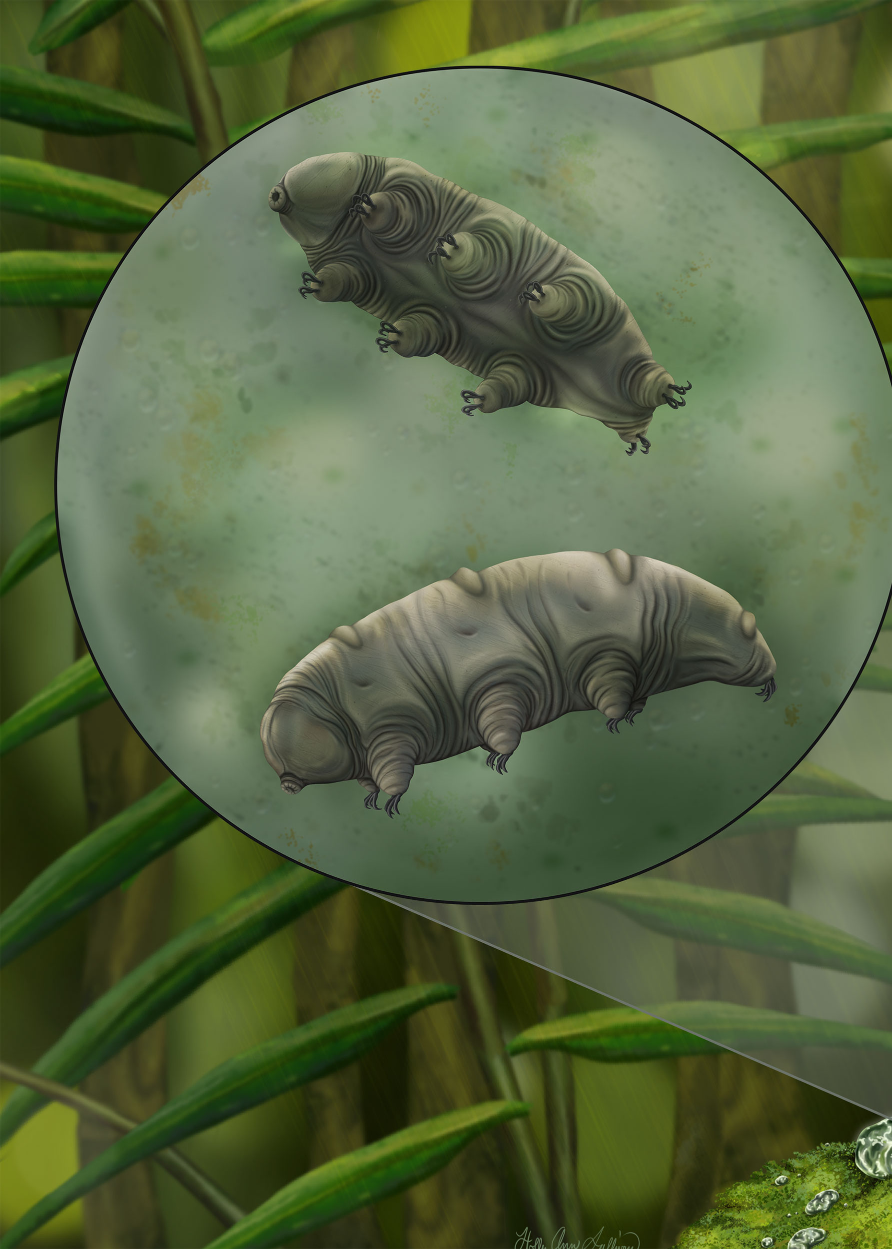 Big discovery of tiny rare tardigrade fossil — Harvard Gazette