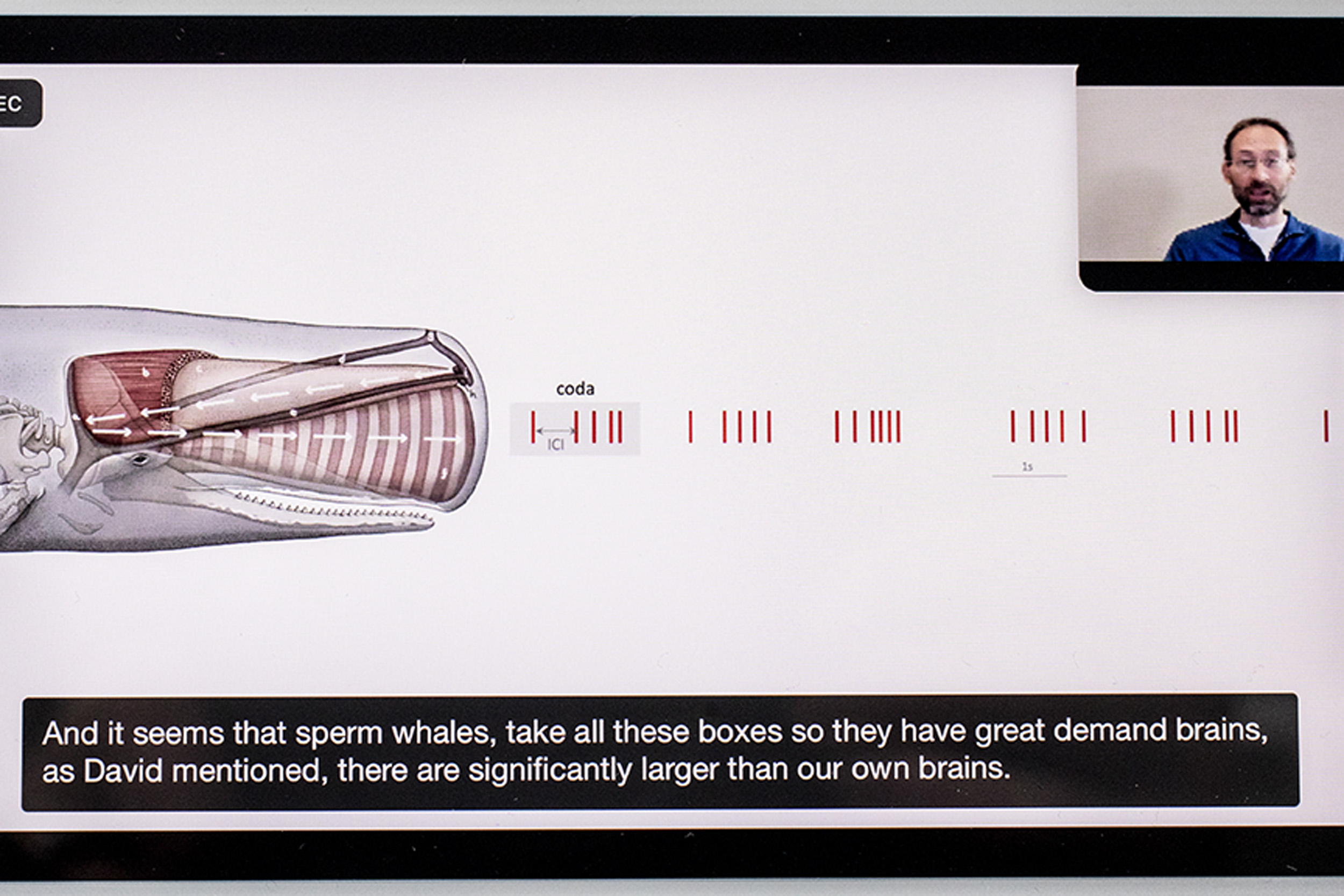 Former Radcliffe scholars study whale communication — Harvard Gazette