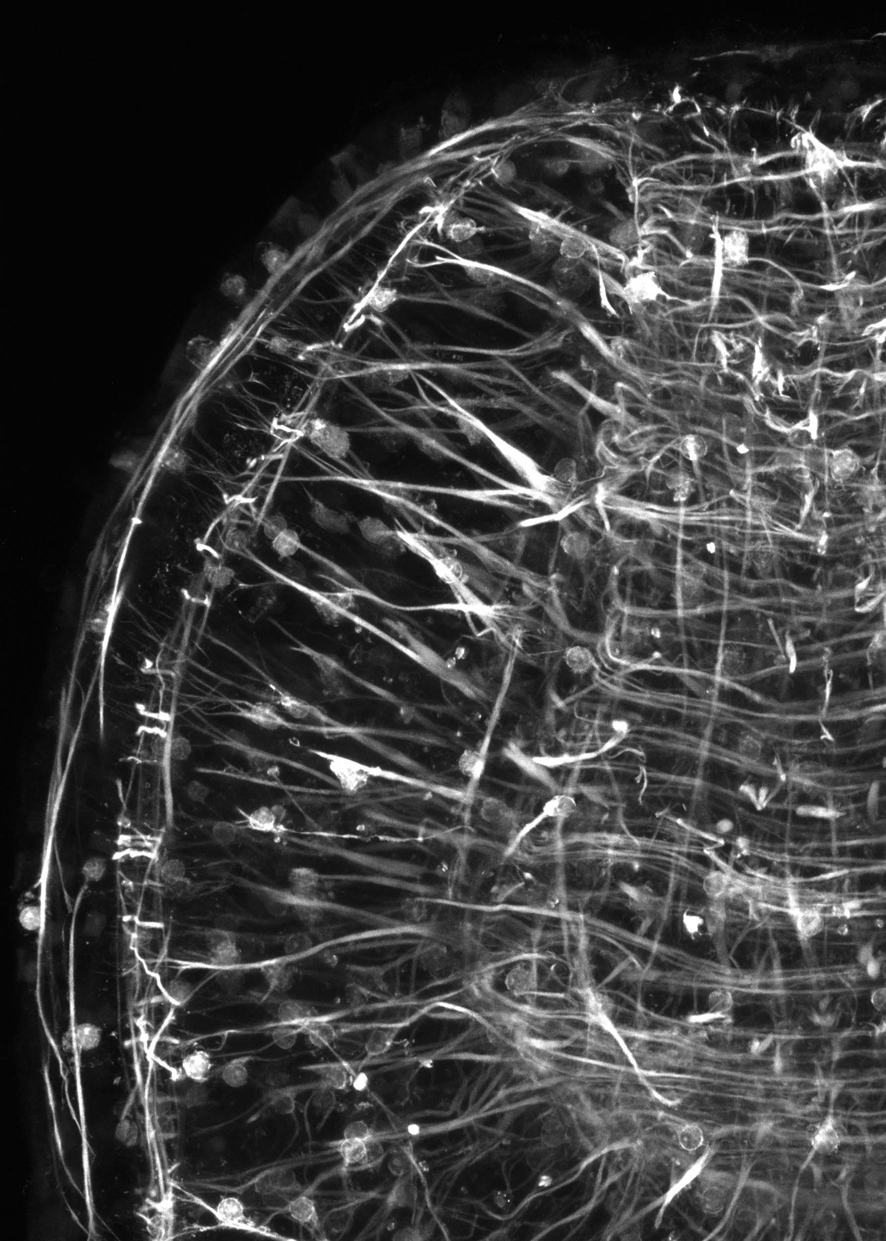 Harvard scientists show transgenesis in three-banded panther worm ...