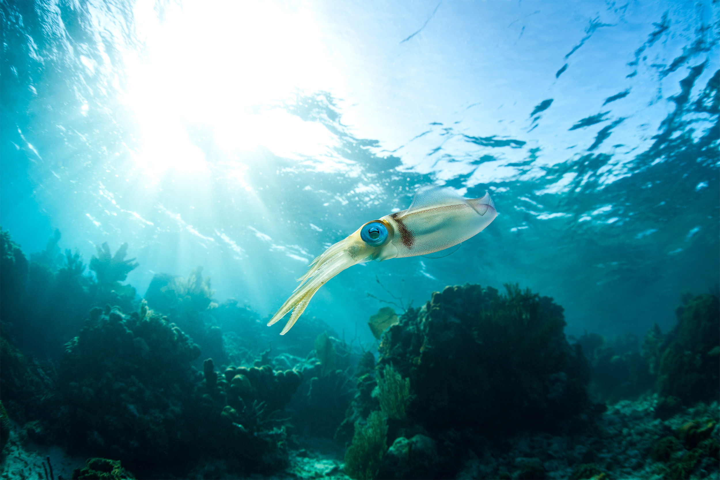 Harvard study looks at how cephalopods develop their big brains ...