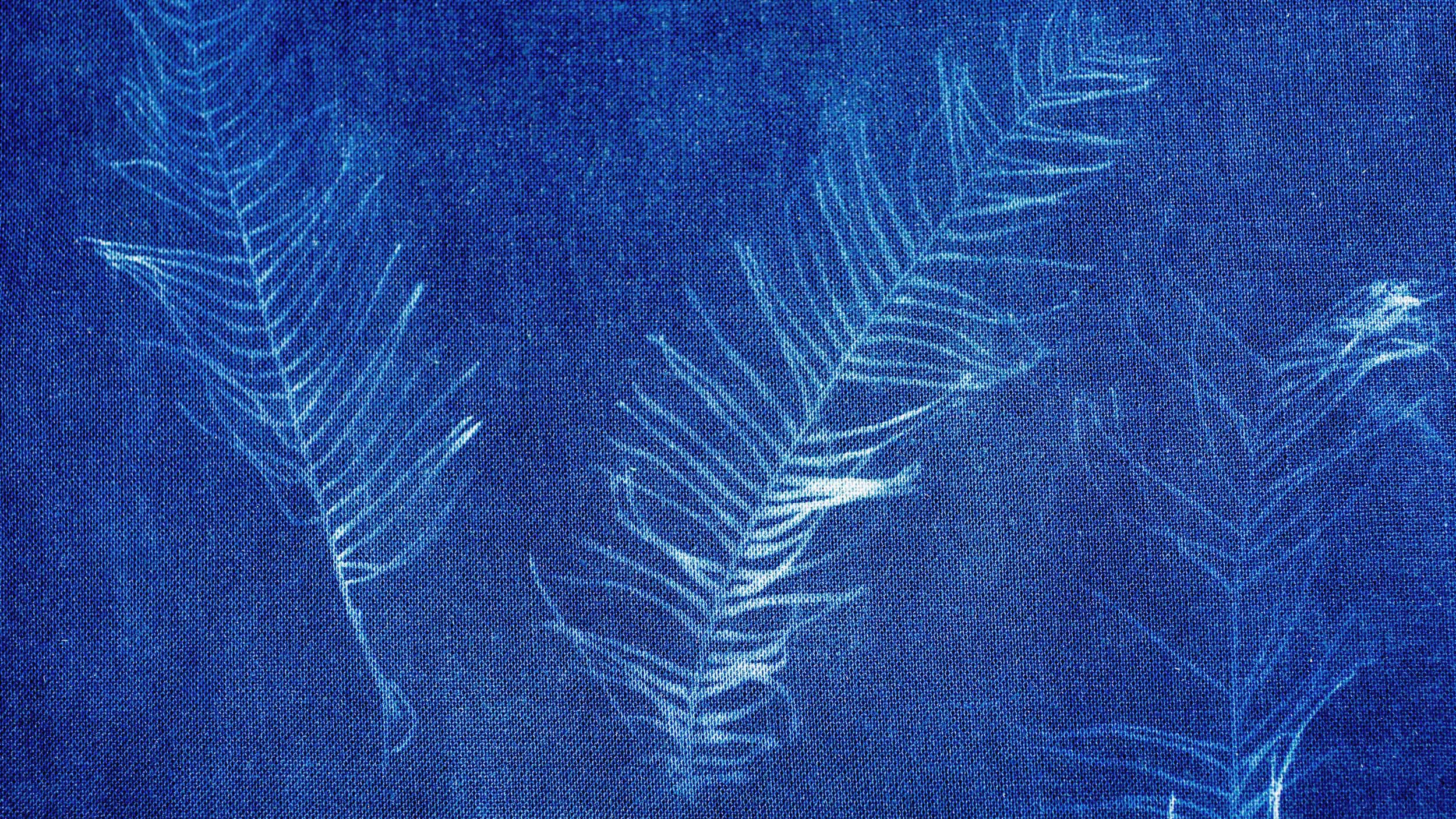 Harvard Yard trees return photographers to their roots — Harvard Gazette