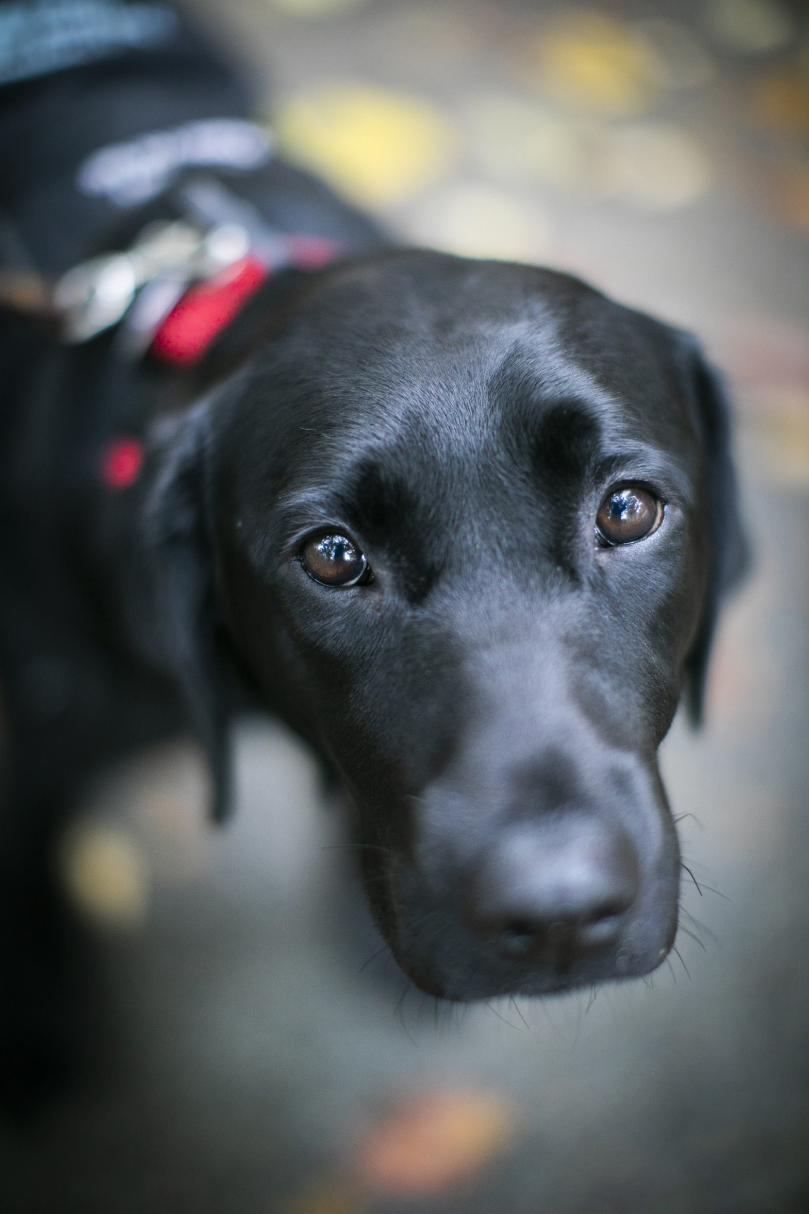 Harvard police dog patrols for smiles — Harvard Gazette