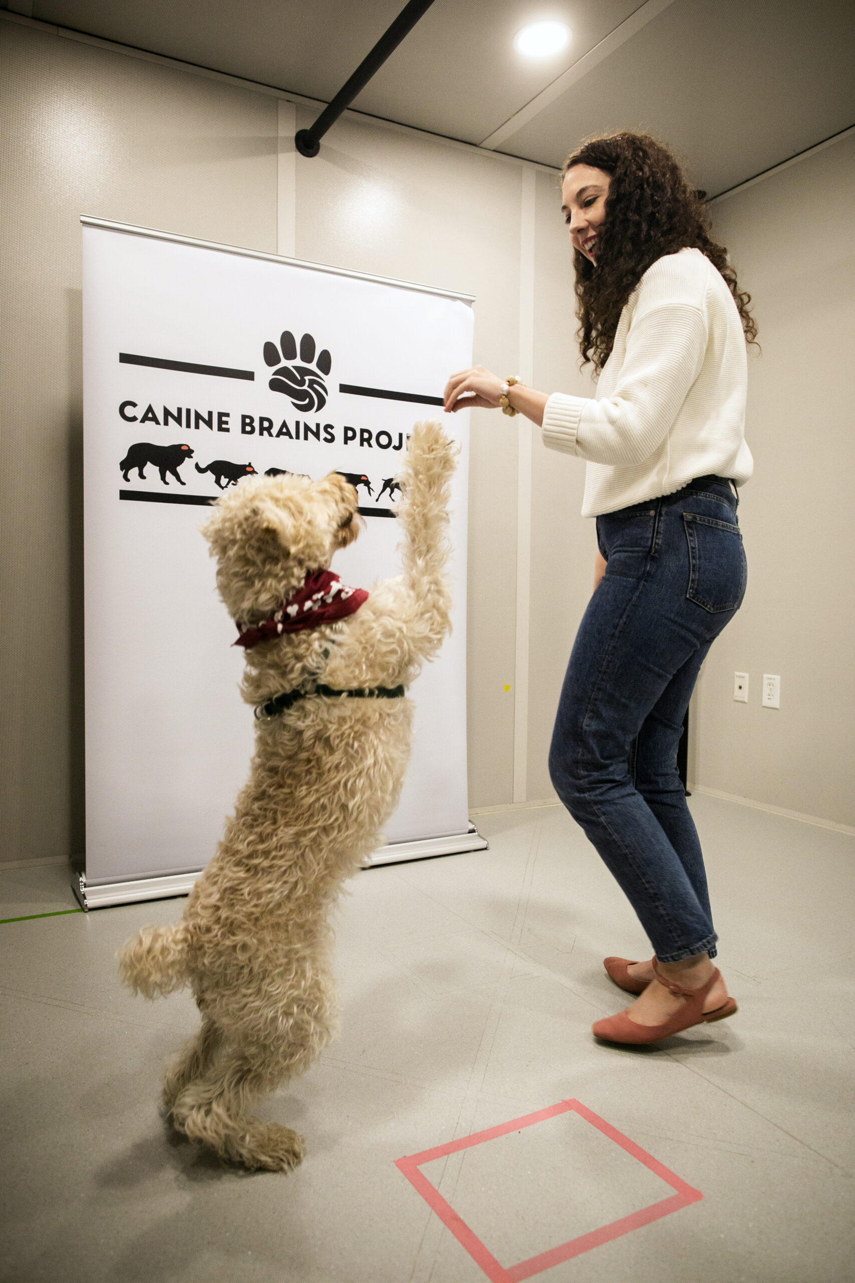 New Harvard class on dog behavior — Harvard Gazette