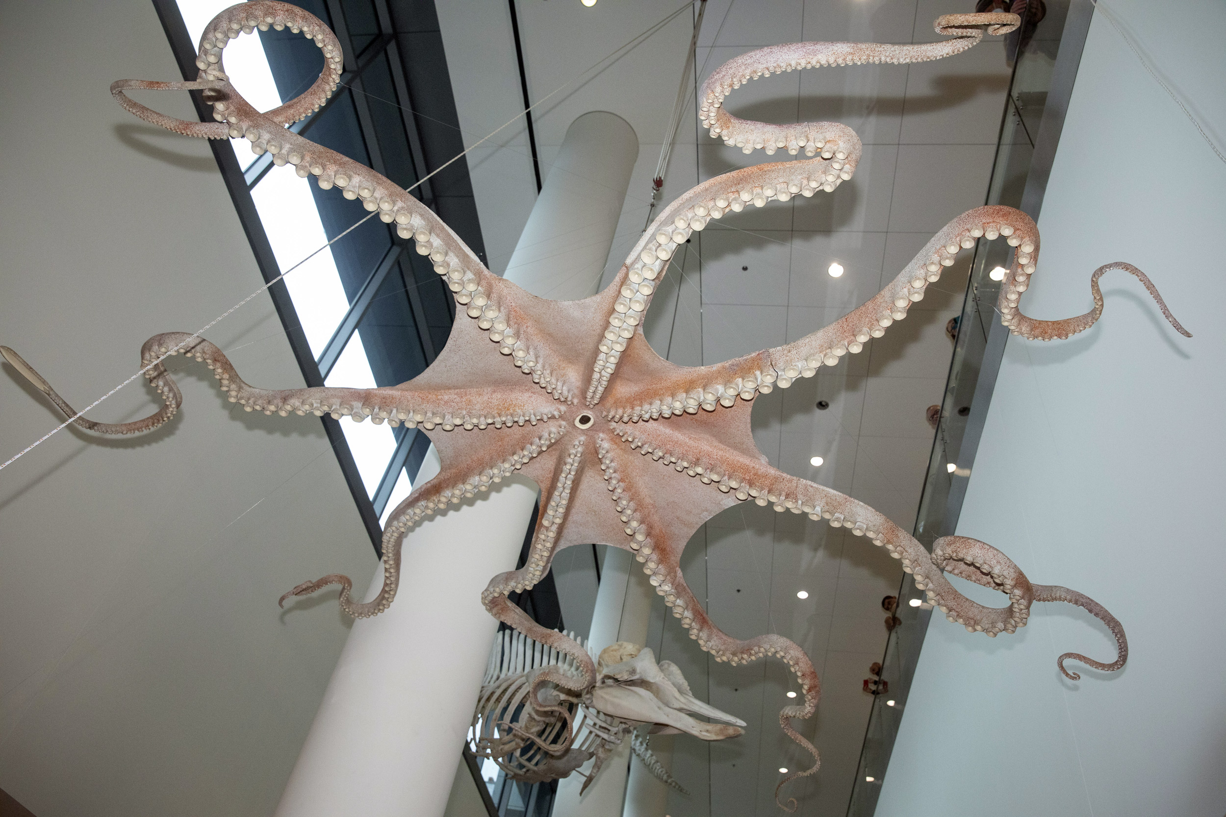 Restored papier-mâché octopus is grabbing attention — Harvard Gazette