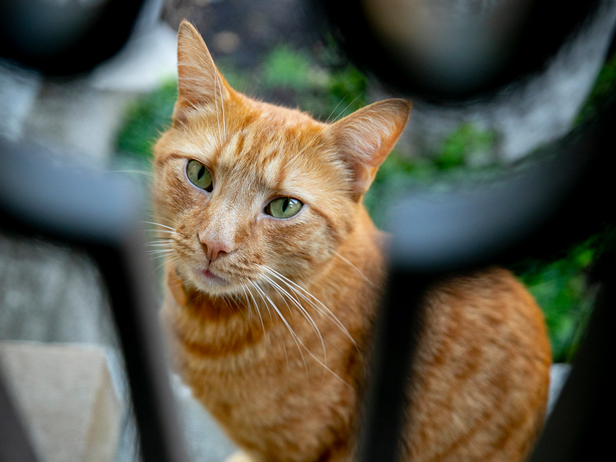 Harvard's Remy is more than a humanities cat — Harvard Gazette