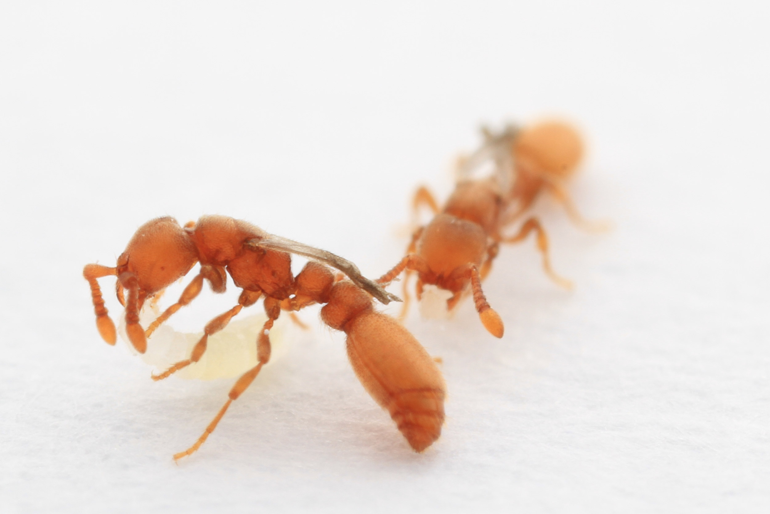 Buck Trible and the case of the mutant ants — Harvard Gazette