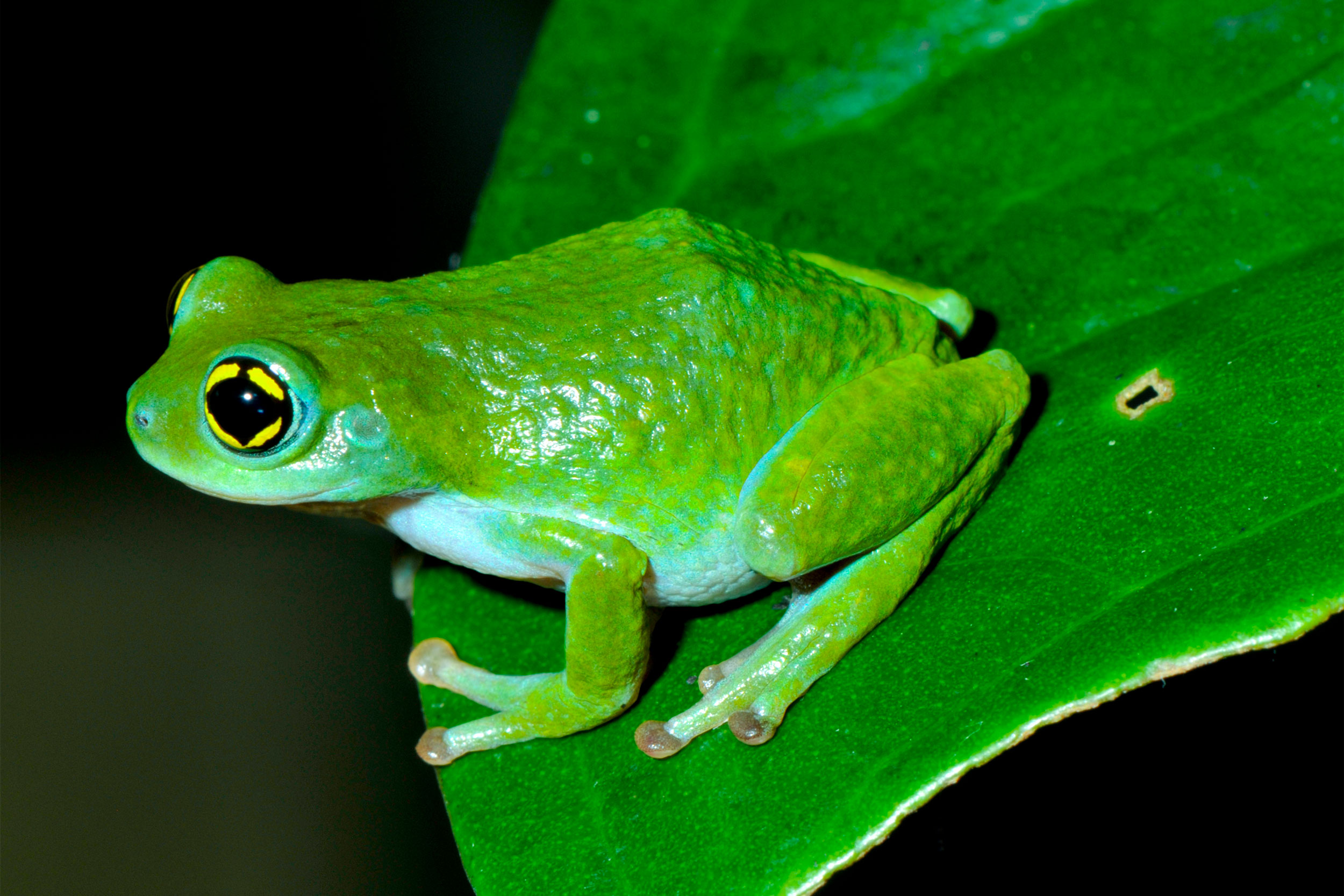 Researchers fight to save frogs from extinction — Harvard Gazette