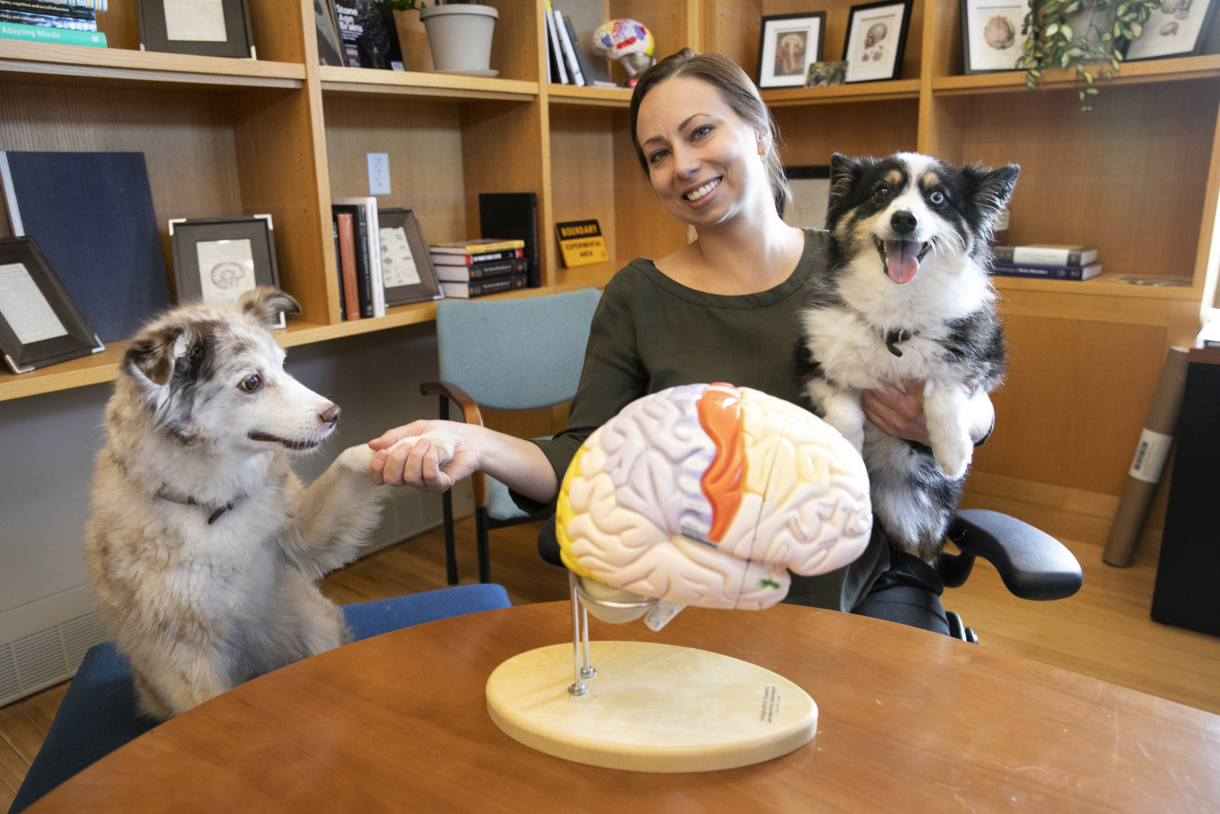 What shapes your dog's personality — Harvard Gazette
