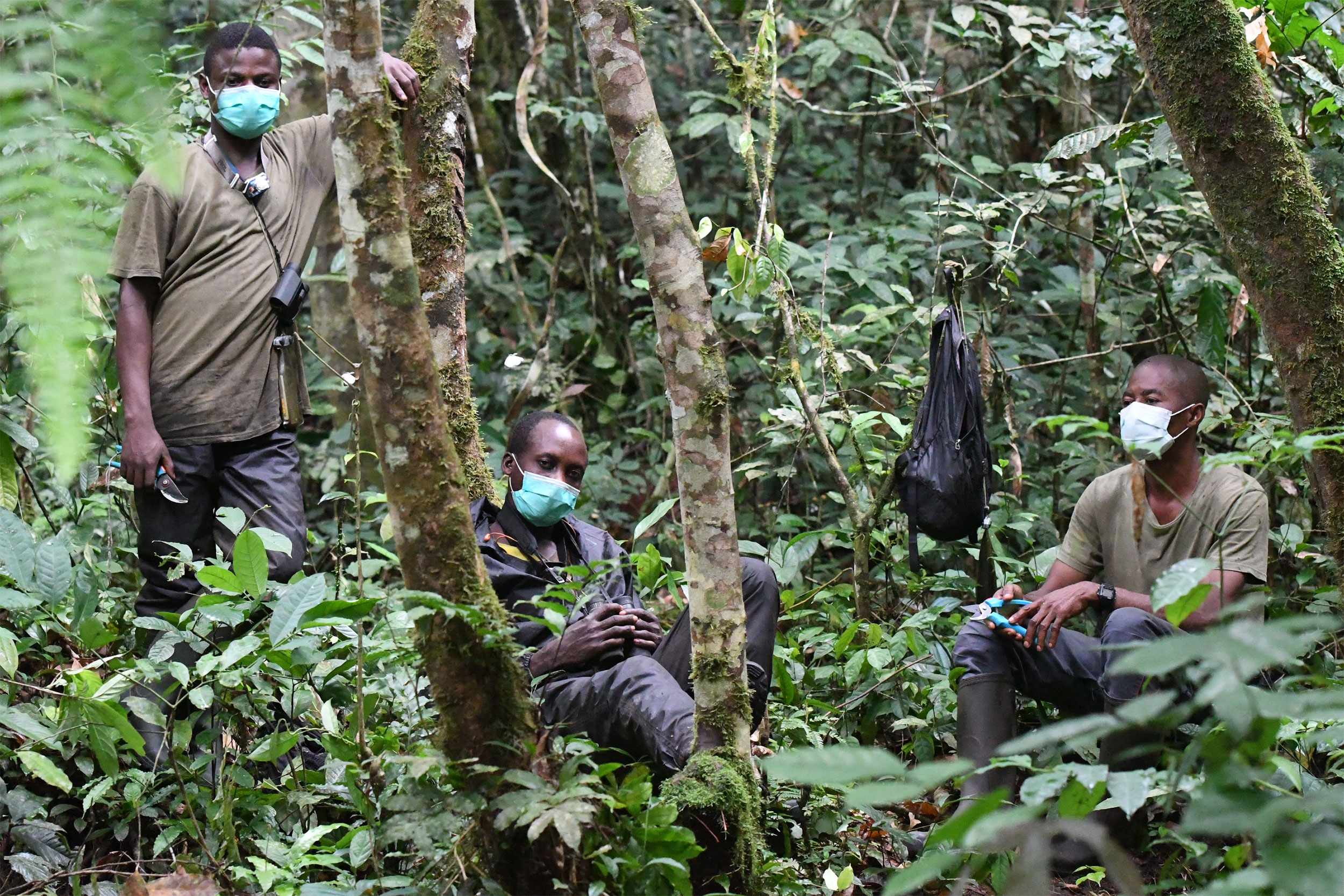 Bonobos offer insight into evolution of cooperation — Harvard Gazette